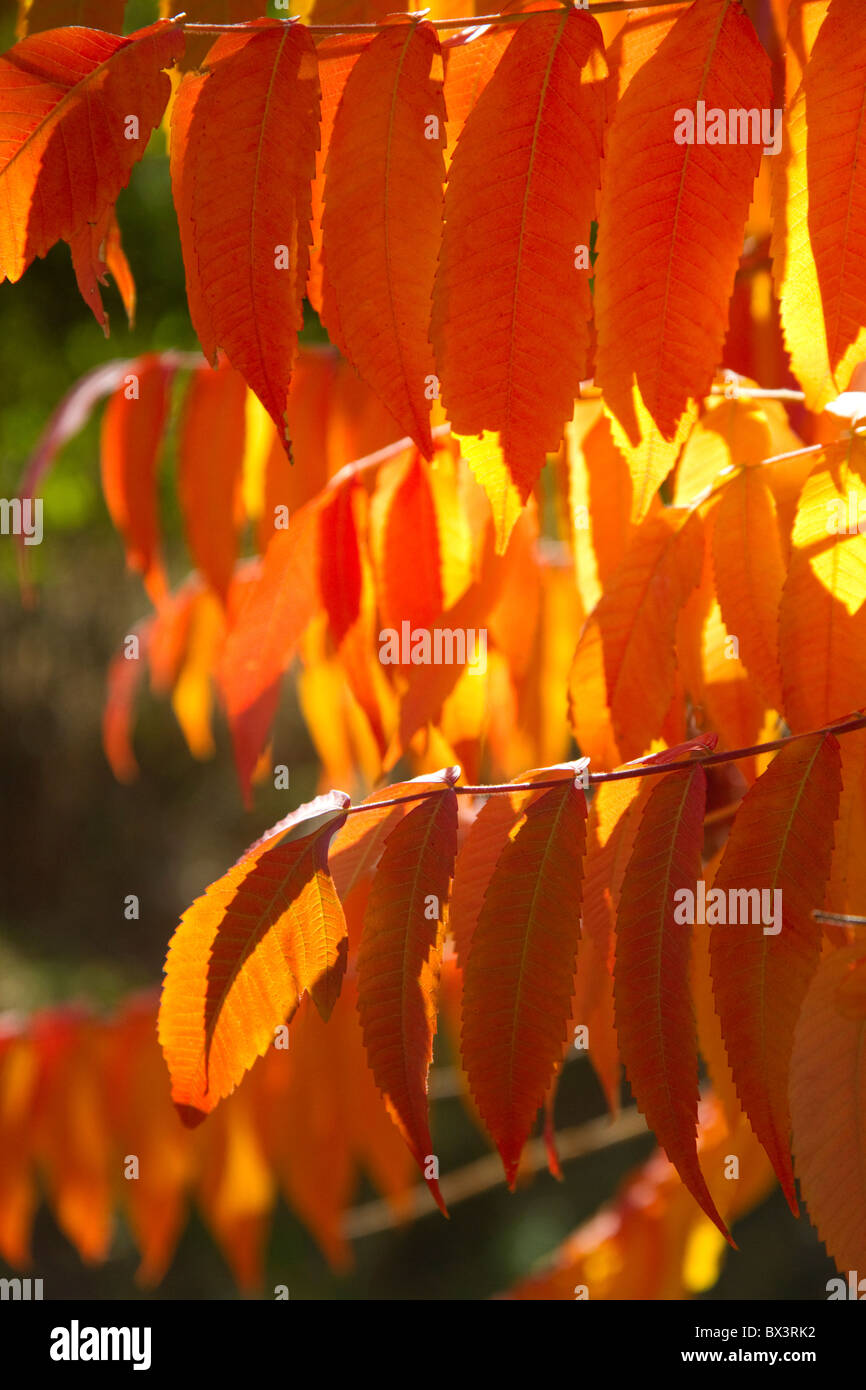 Sumac hi-res stock photography and images - Alamy