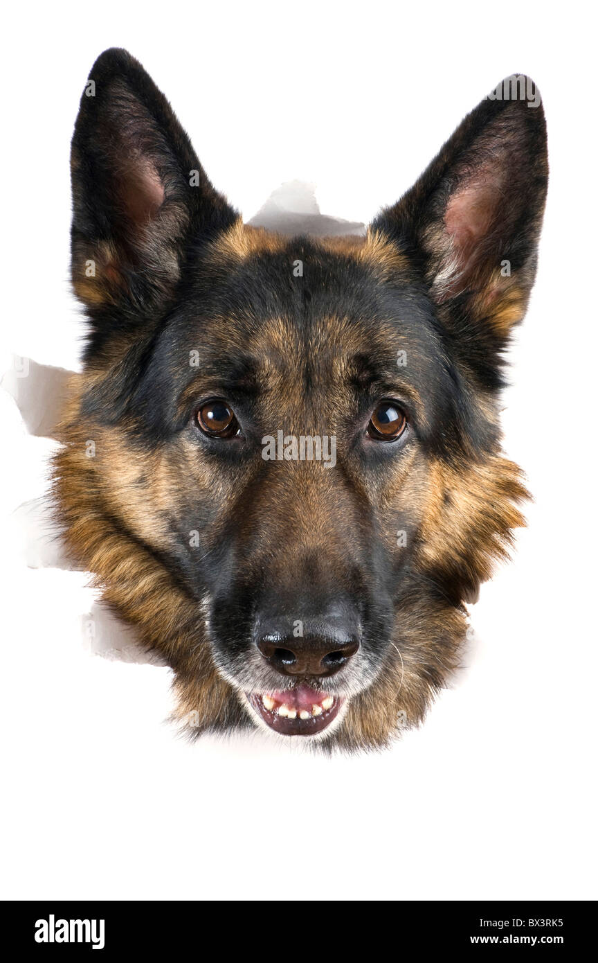 Close up on muzzle Cut Out Stock Images & Pictures - Alamy