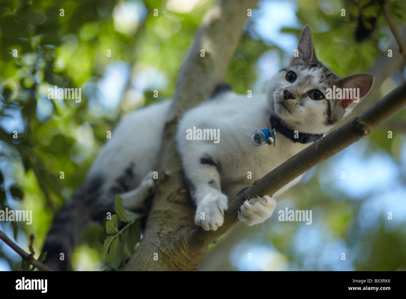 Kittens in a tree Stock Photo - Alamy