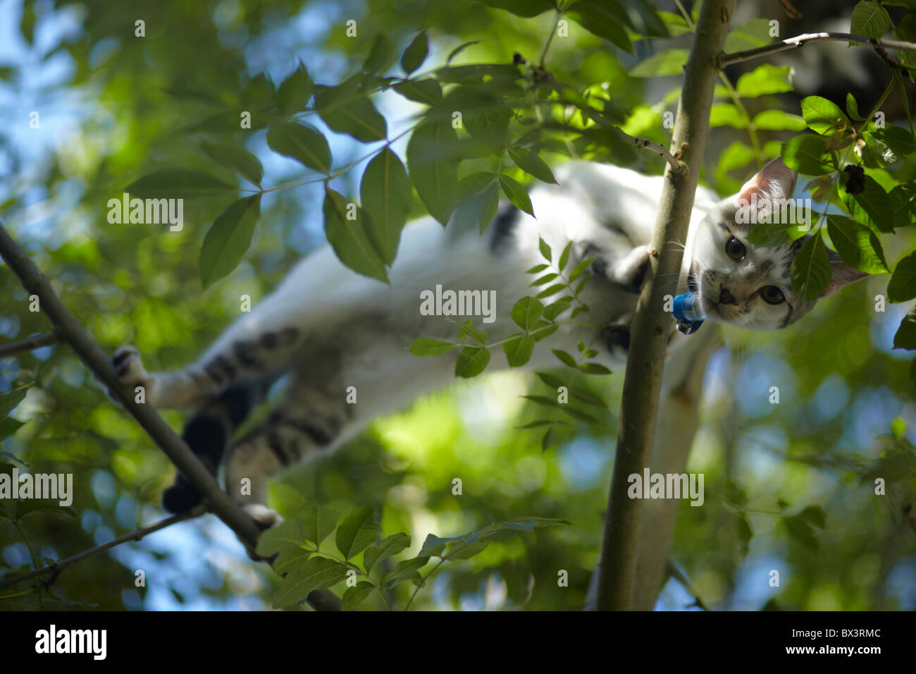 Kitten stuck in tree hi-res stock photography and images - Alamy