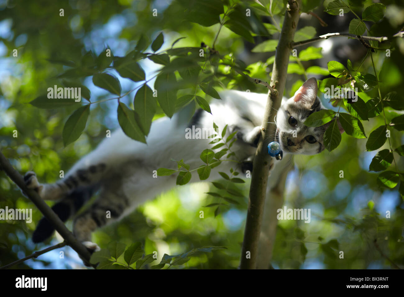 Kitten stuck in tree hi-res stock photography and images - Alamy