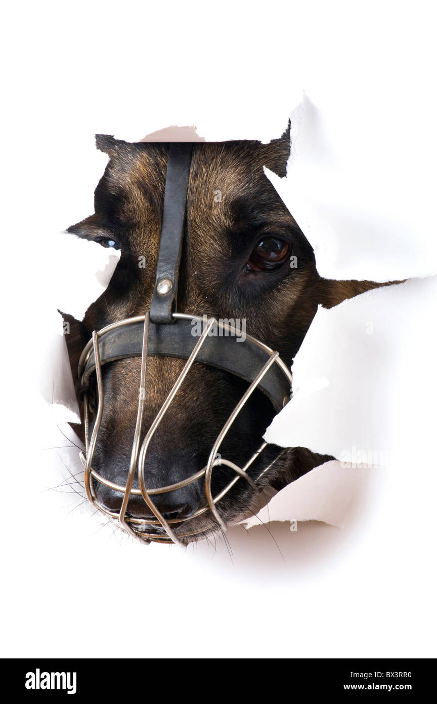 object on white - muzzle dog close up Stock Photo - Alamy