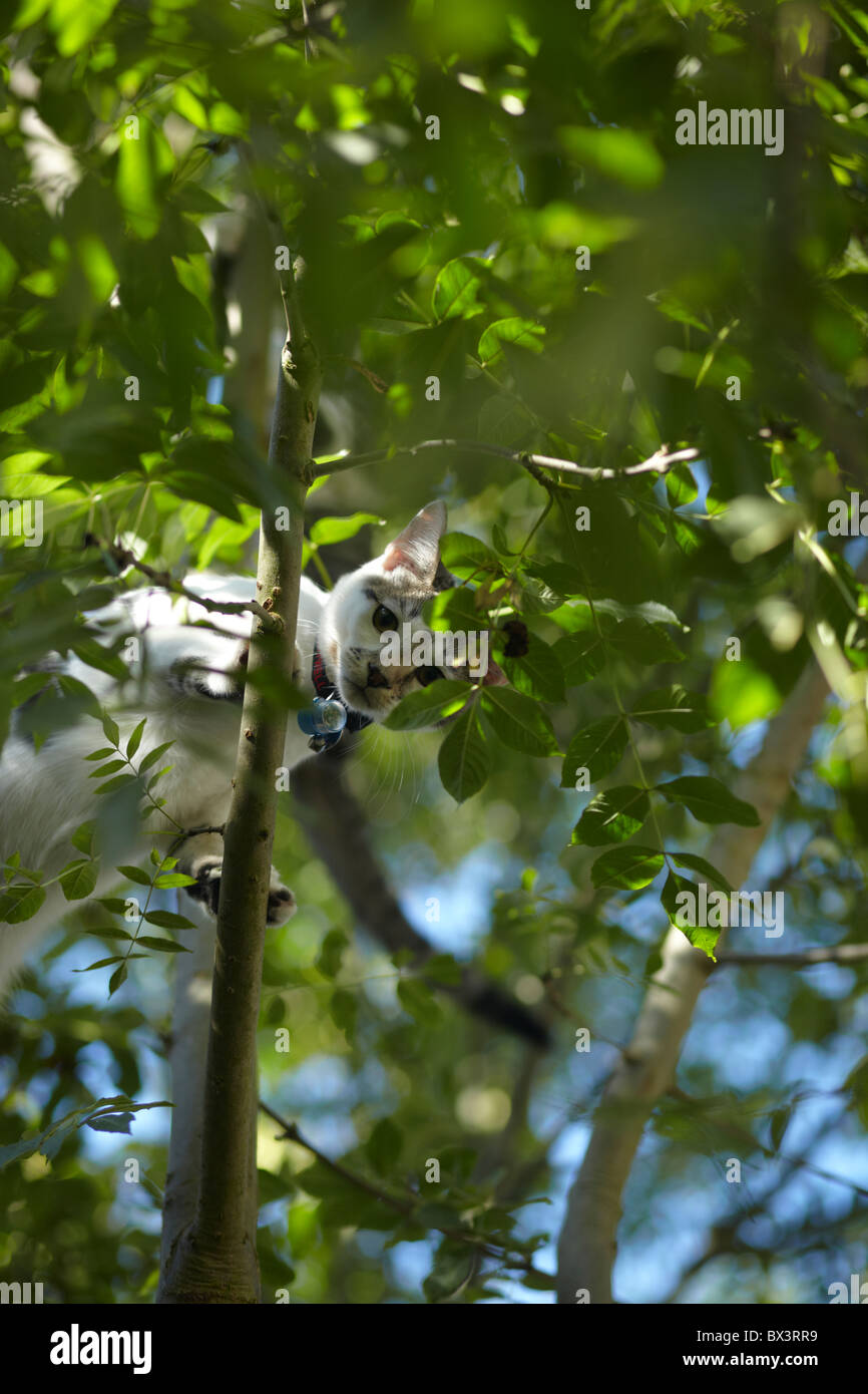 Kittens in a tree Stock Photo - Alamy