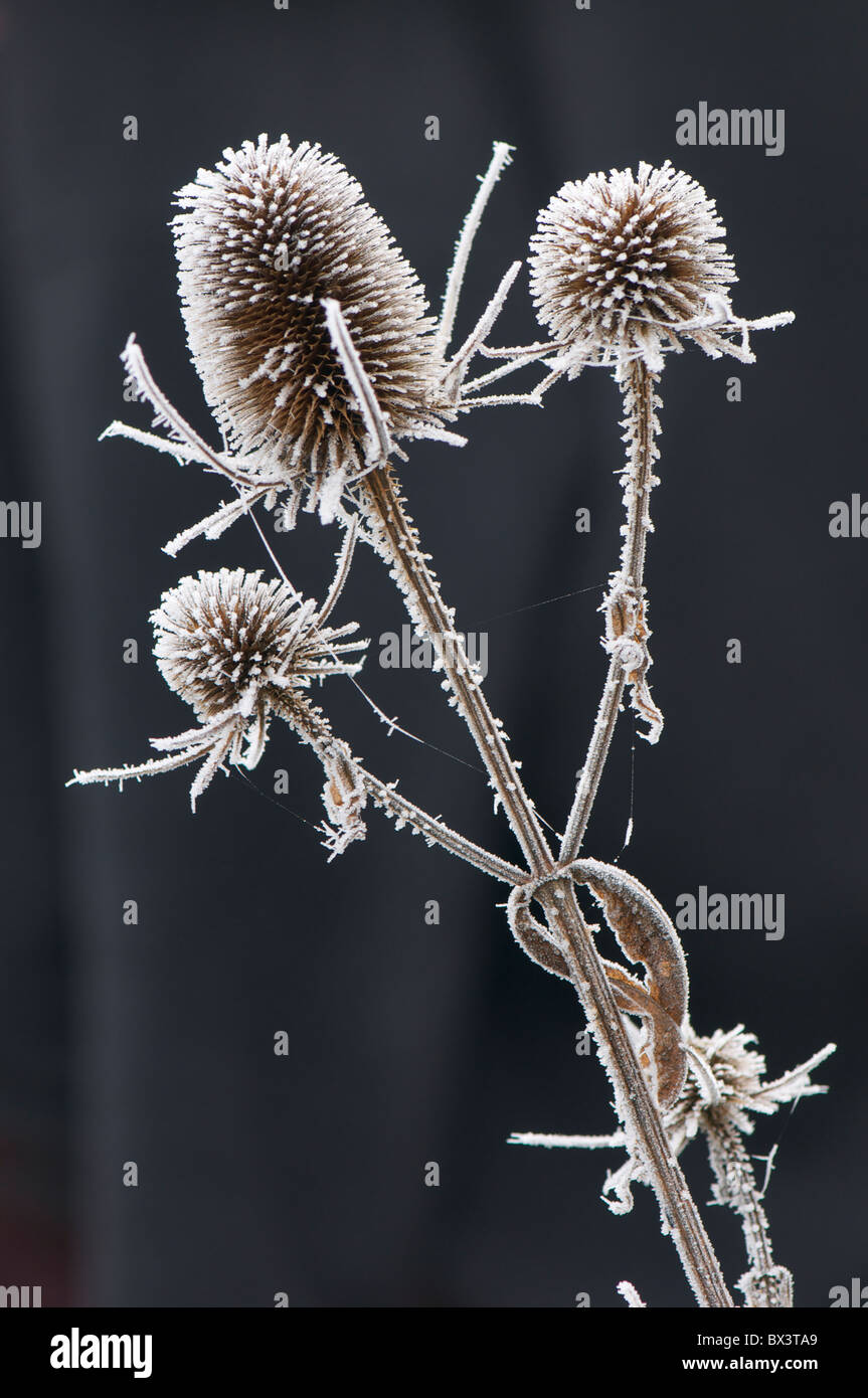 Frost covered Wild Teasel Stock Photo - Alamy