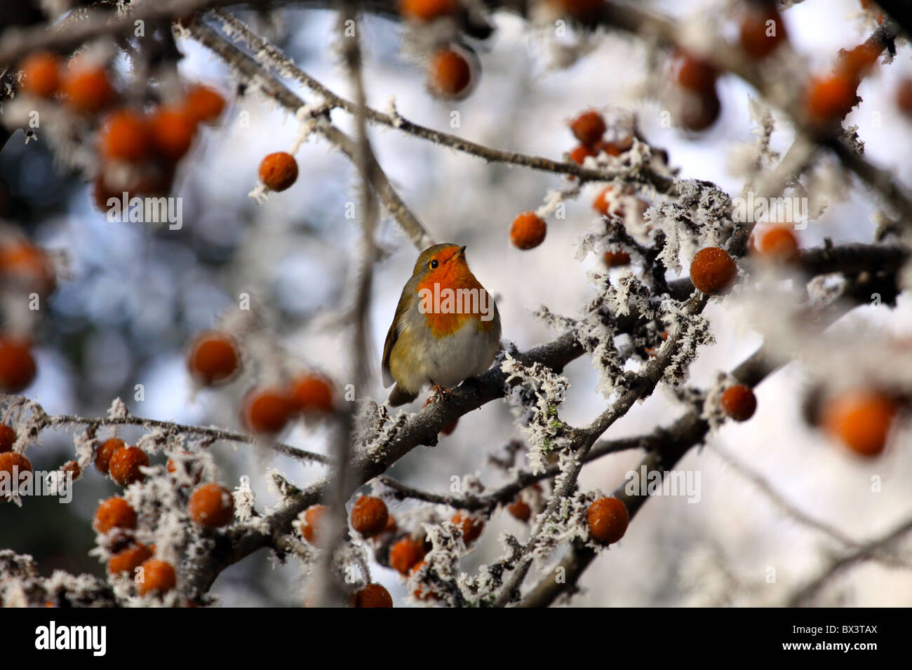 Robin berries frost hi-res stock photography and images - Alamy