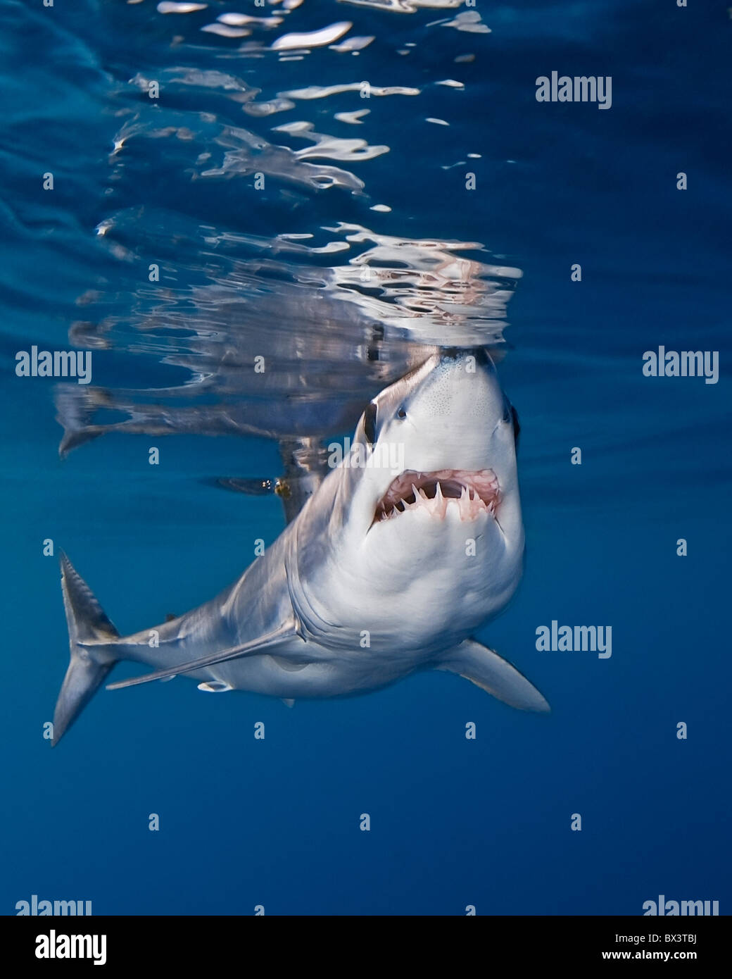 shortfin mako shark, Isurus oxyrinchus, very aggressive and the fastest ...