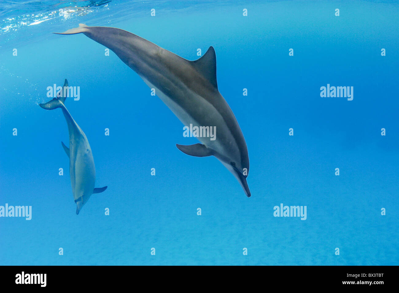 Hawaiian spinner dolphins, Stenella longirostris, Honomalino Bay ...