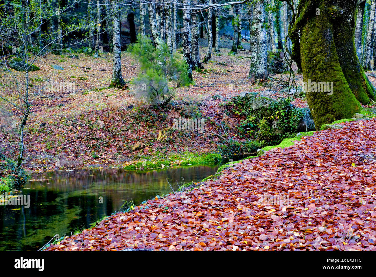 forest details of the portuguese national park Stock Photo - Alamy