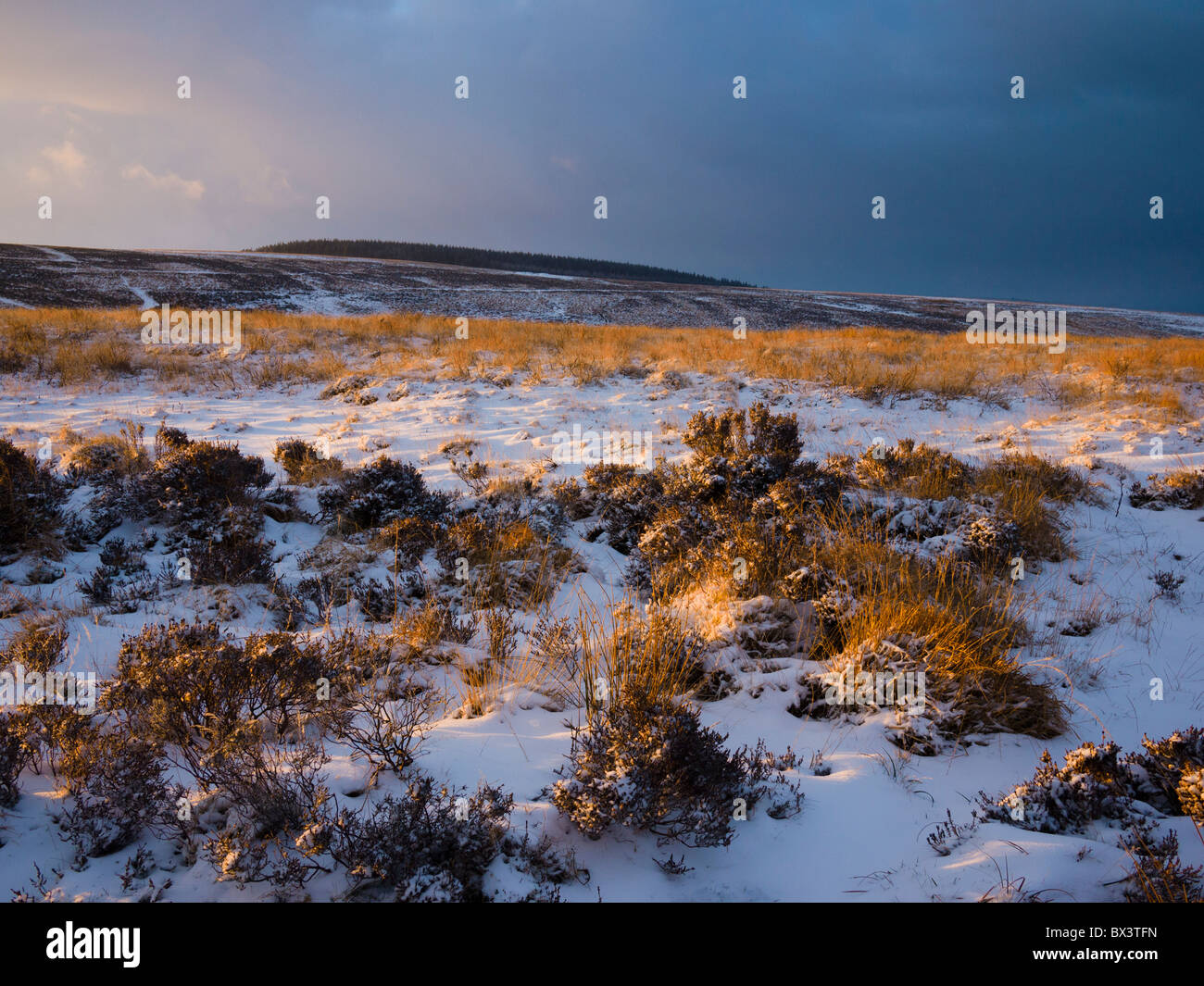 Fernworthy Forest and Chagford Common after snowfall in Dartmoor ...