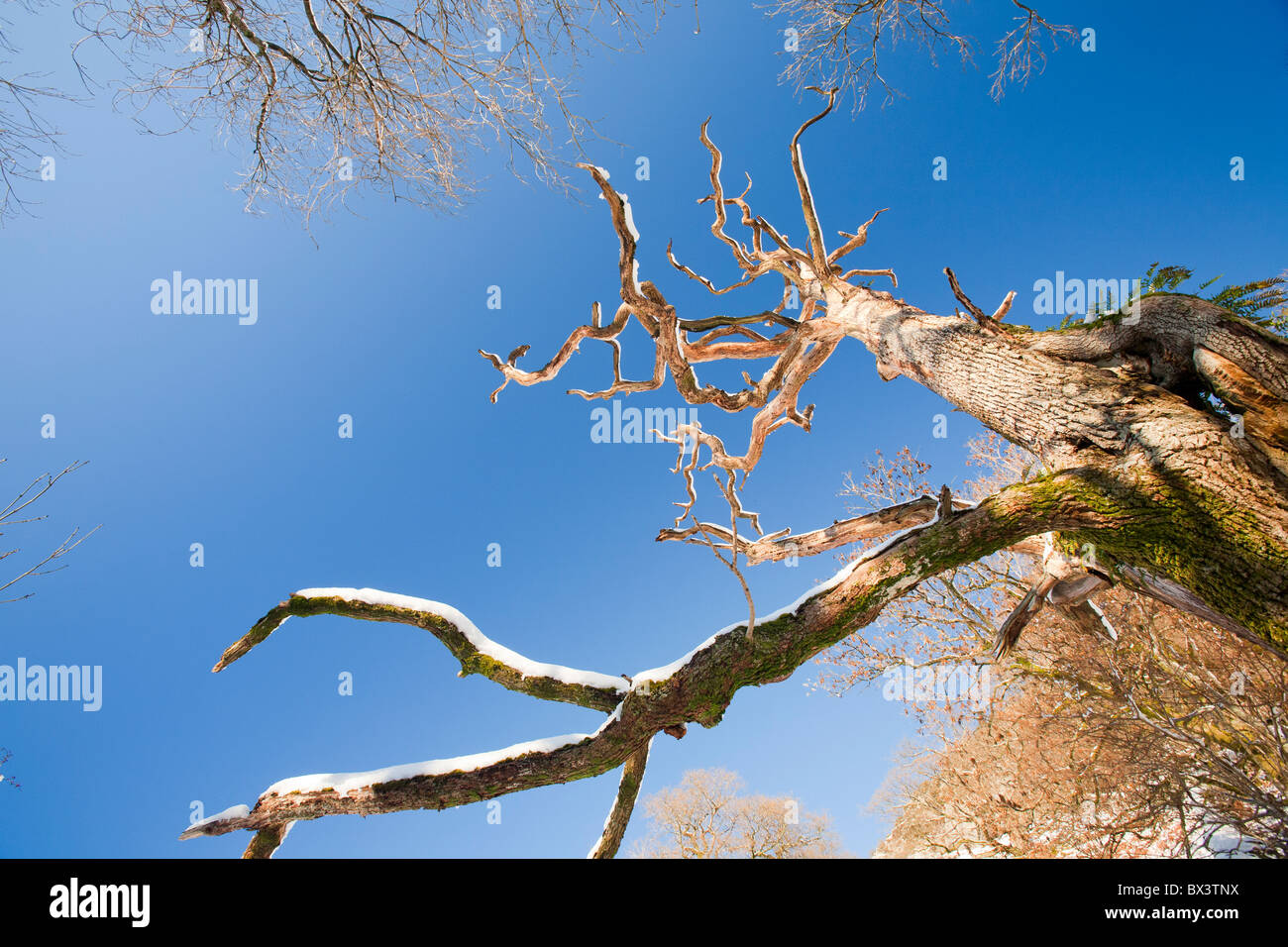Snow on a dead tree at Rydal, Lake District, UK Stock Photo - Alamy