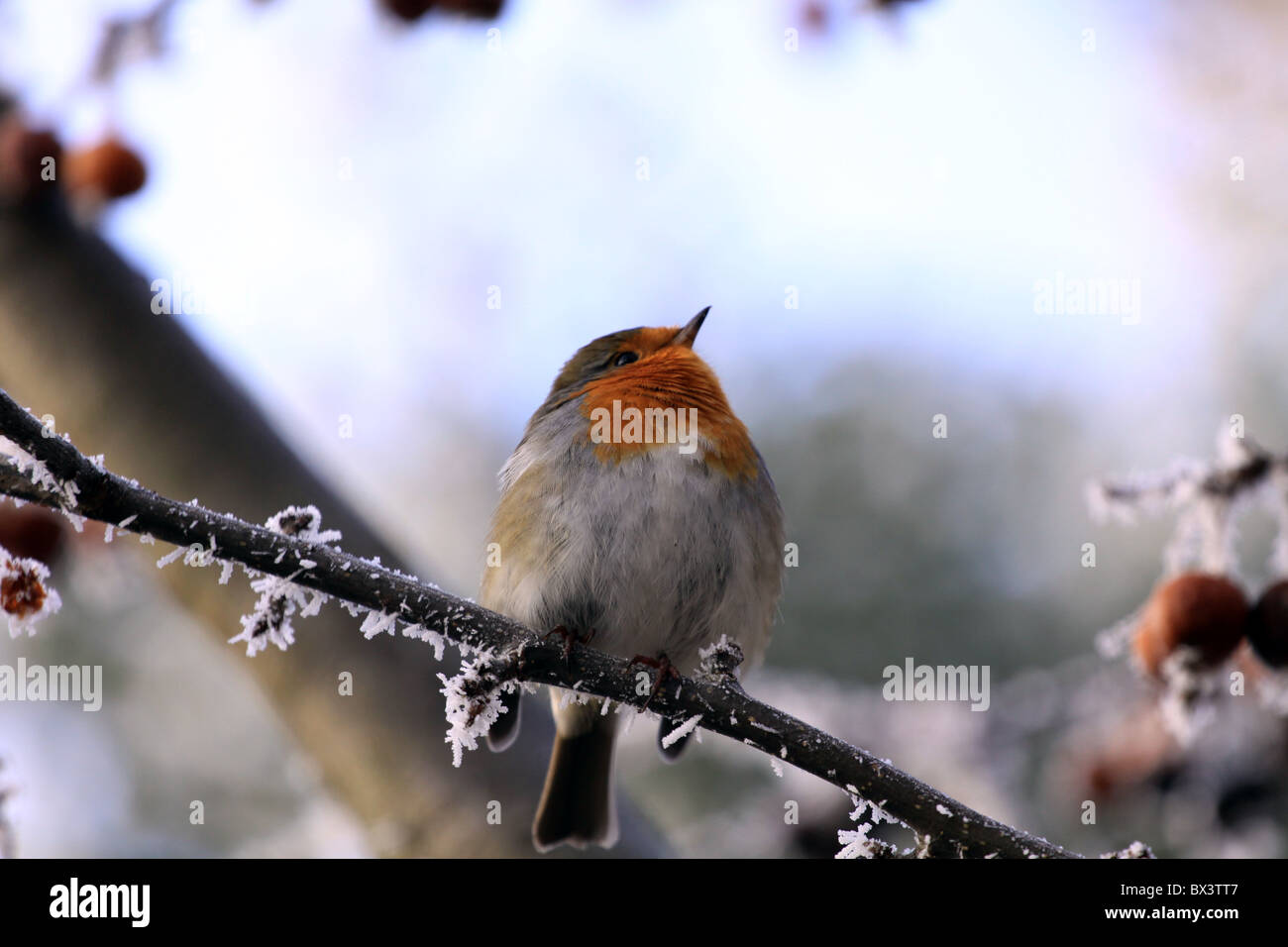 Robin berries frost hi-res stock photography and images - Alamy