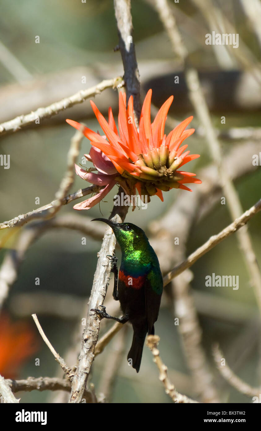 Marico Sunbird Cinnyris mariquensis Kruger National Park South Africa ...