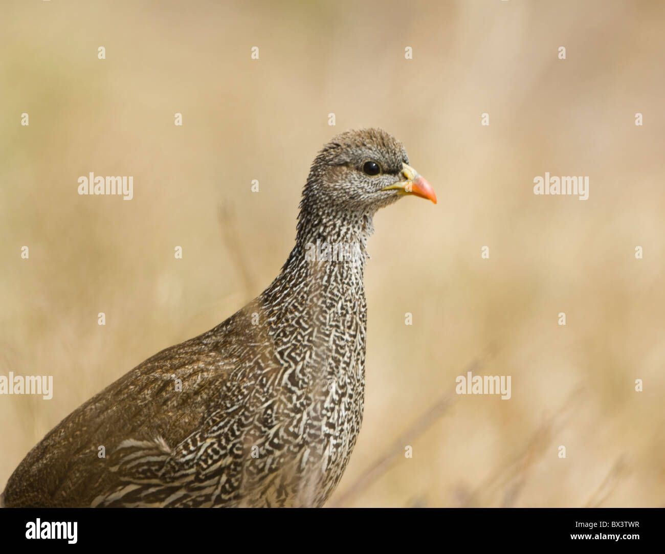 African spurfowl hi-res stock photography and images - Alamy