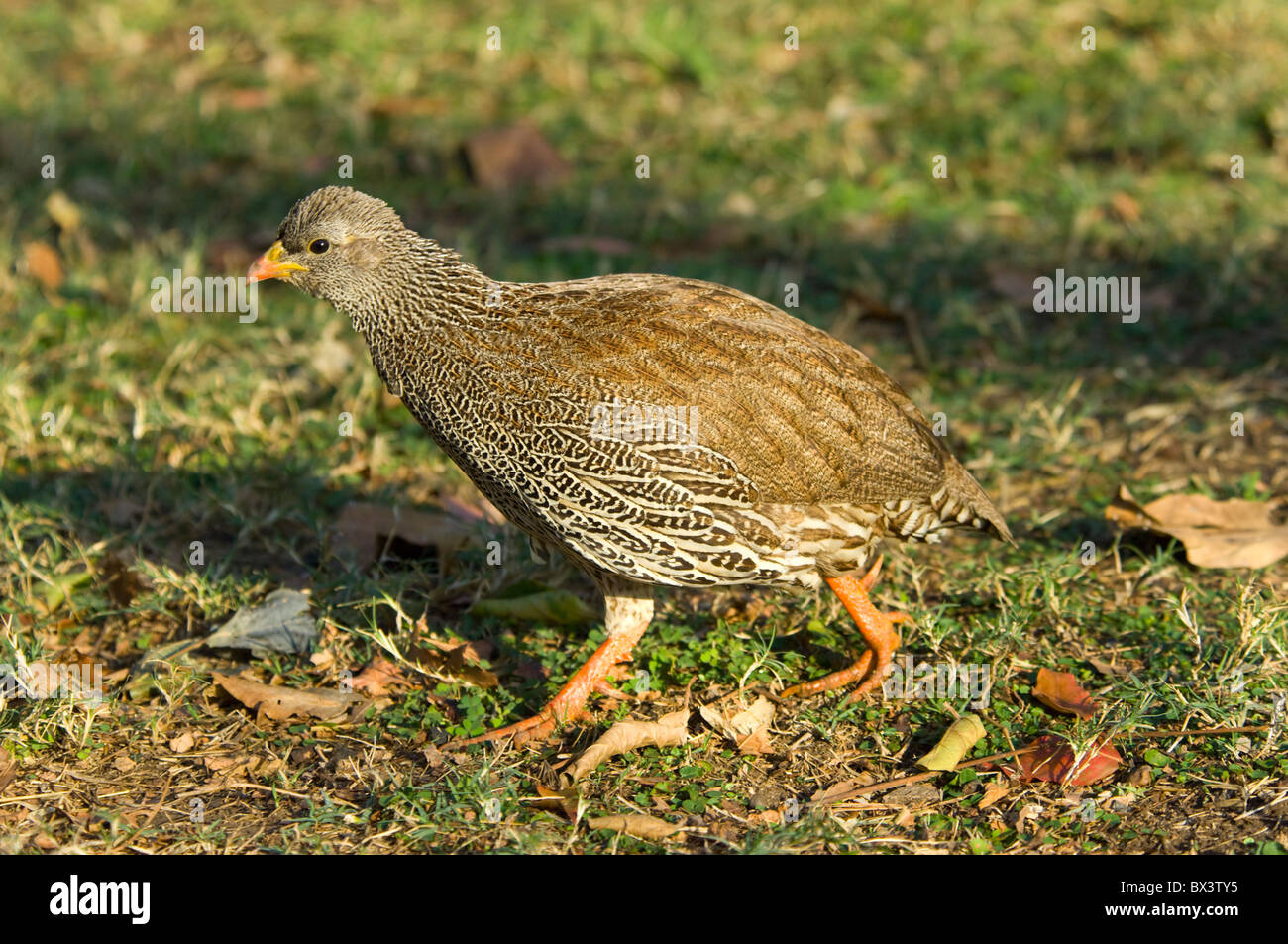 South african national bird hi-res stock photography and images - Alamy