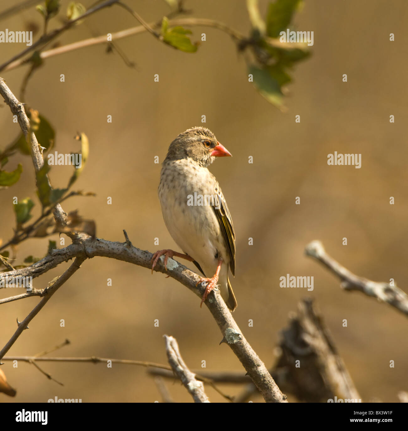 Red-Billed Quelea (Quelea quelea), Kruger National Park, South Africa ...
