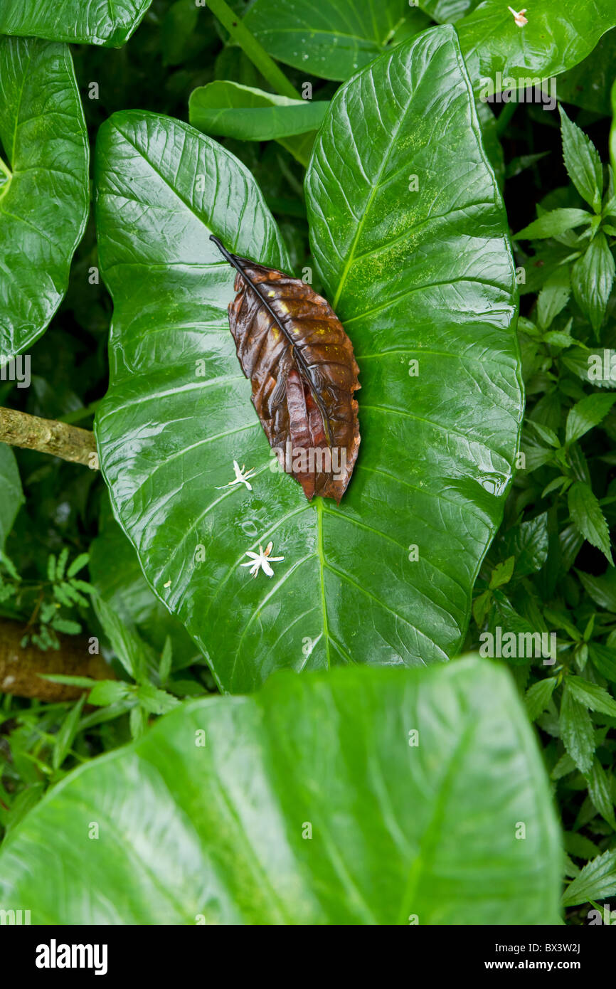 yam plant in tropical rain forest Stock Photo - Alamy