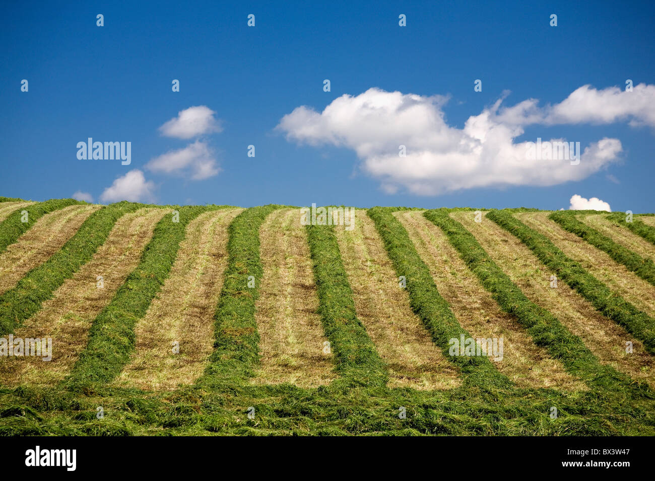 Cut Alfalfa Field; Alberta, Canada Stock Photo - Alamy
