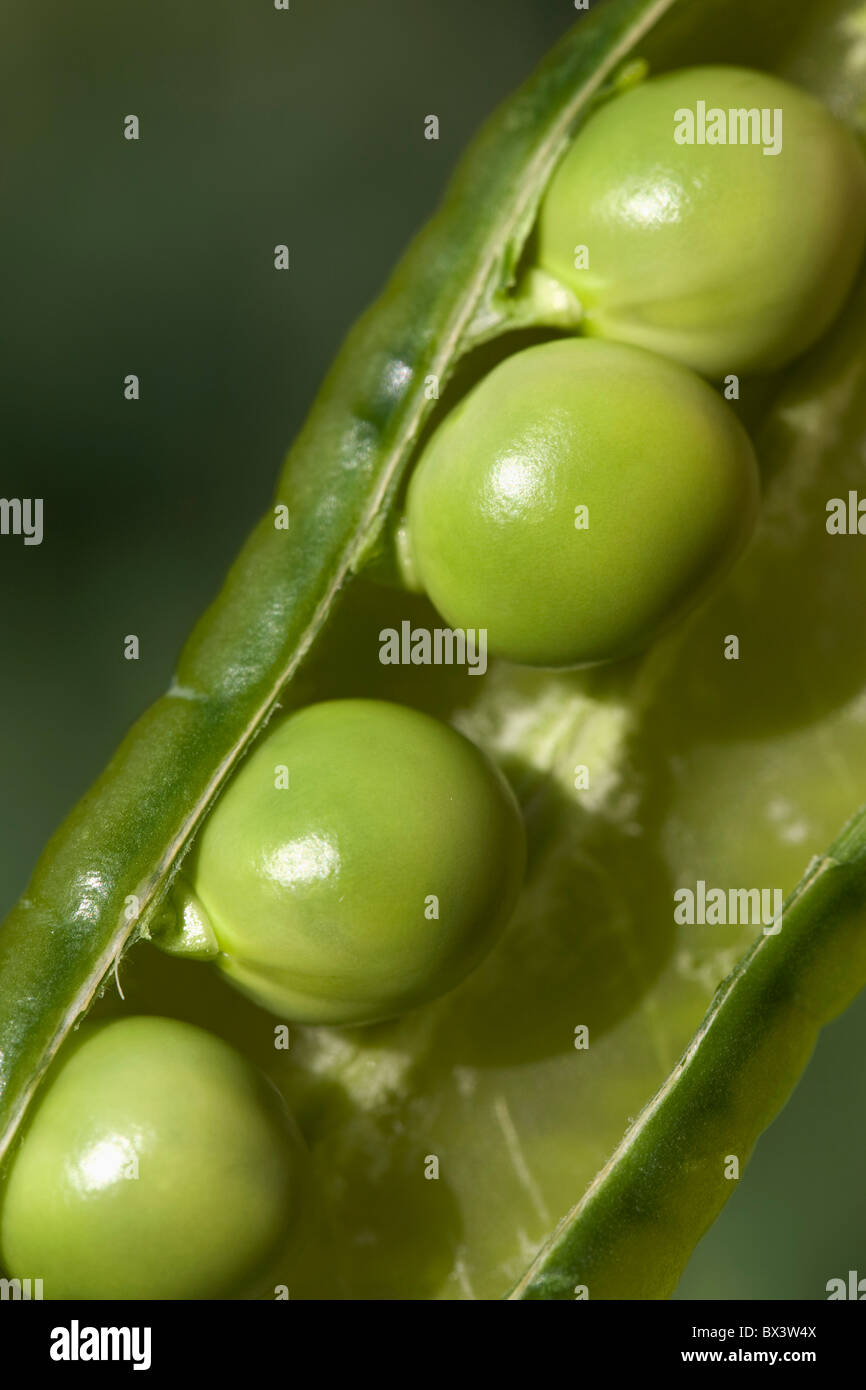 An Opened Green Pea Pod Stock Photo - Alamy