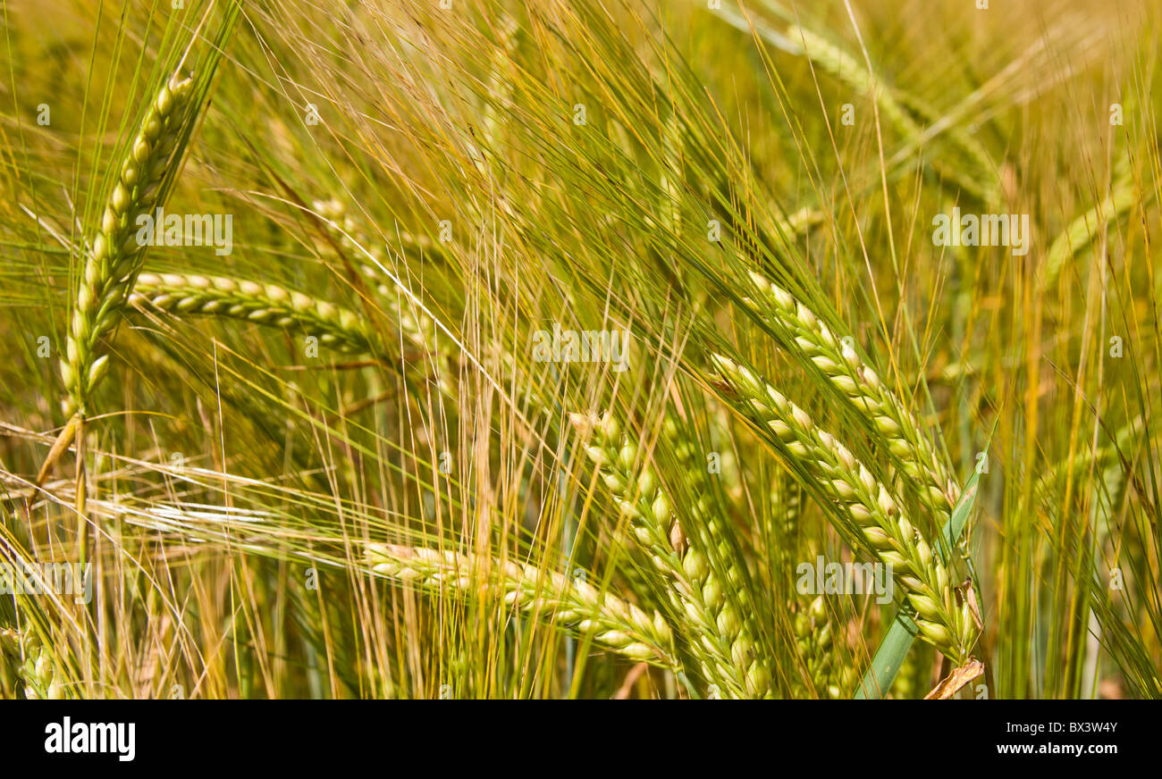 golden ripe wheat right before harvest Stock Photo - Alamy