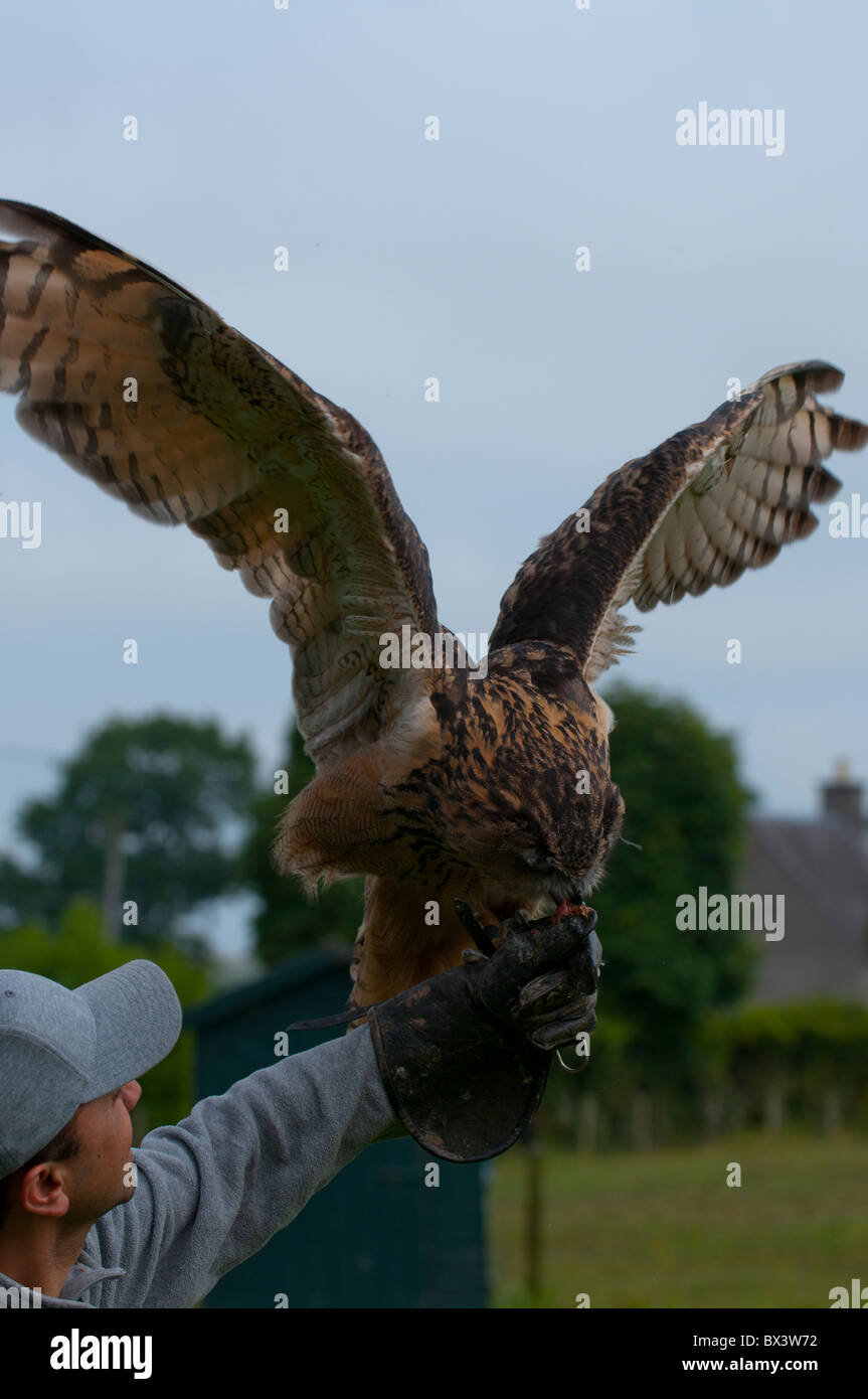 European Eagle owl (Bubo bubo) on handlers hand Stock Photo - Alamy