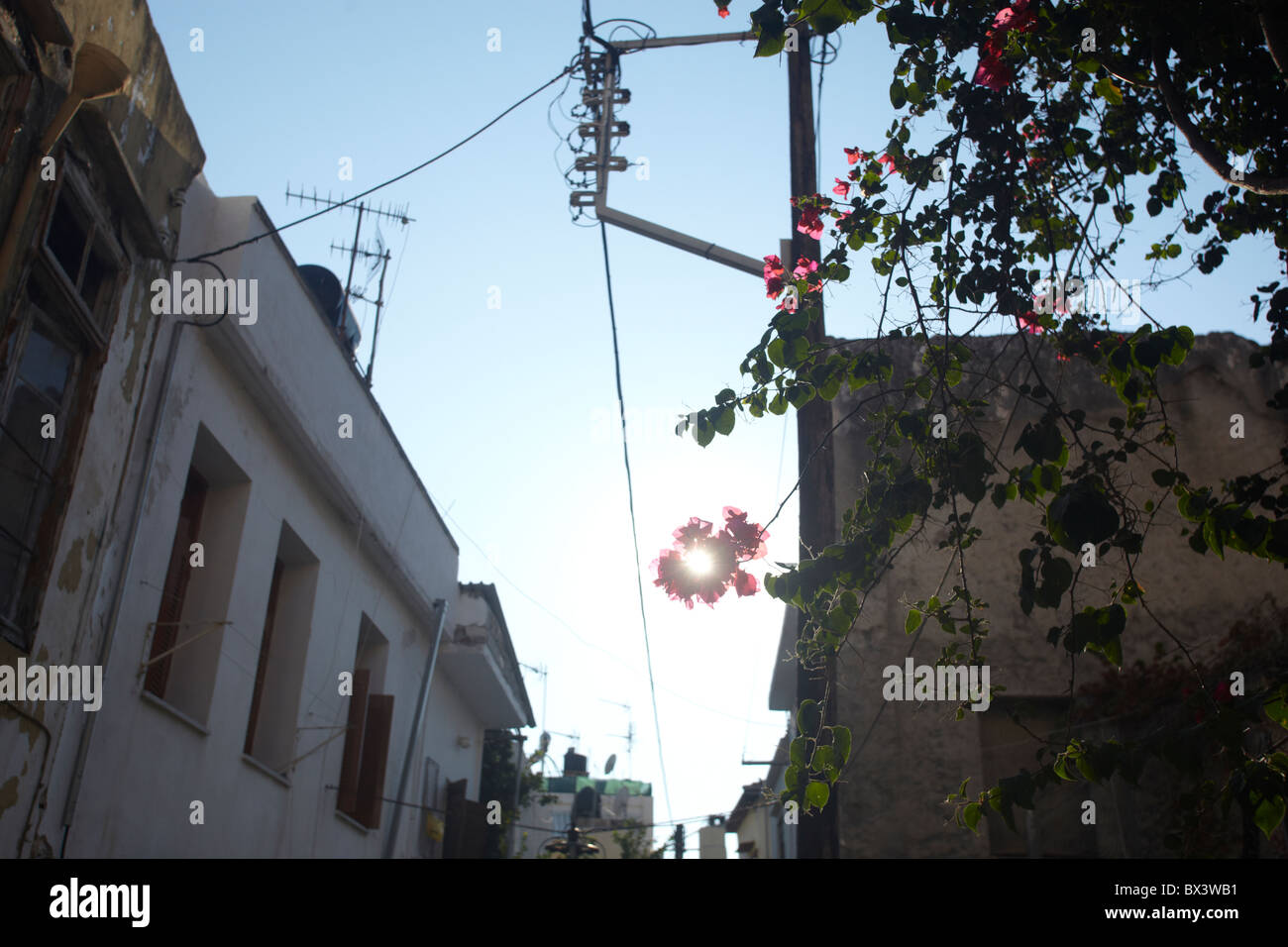 Sun through the flower hi-res stock photography and images - Alamy