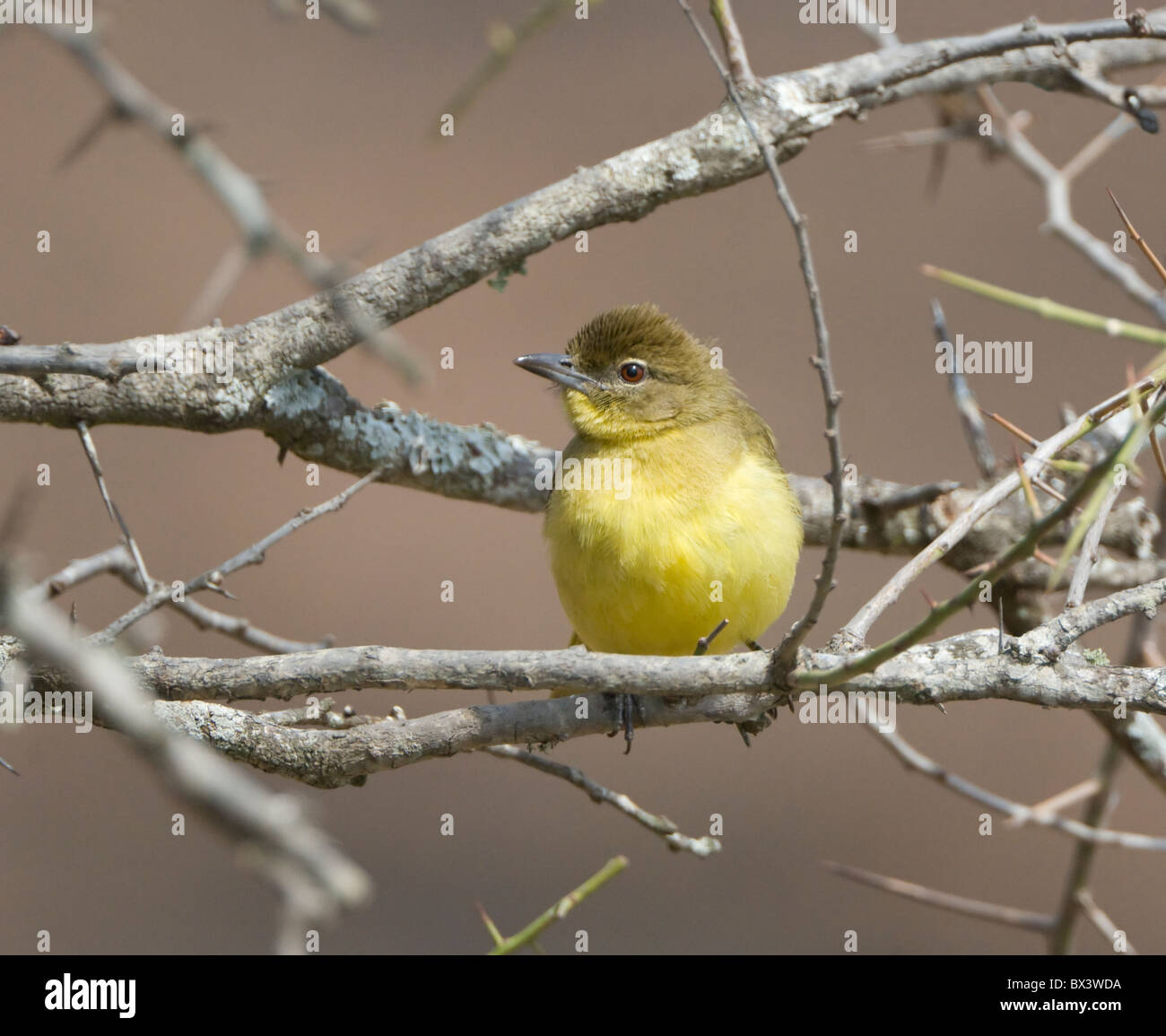 Yellow bellied greenbul hi-res stock photography and images - Alamy