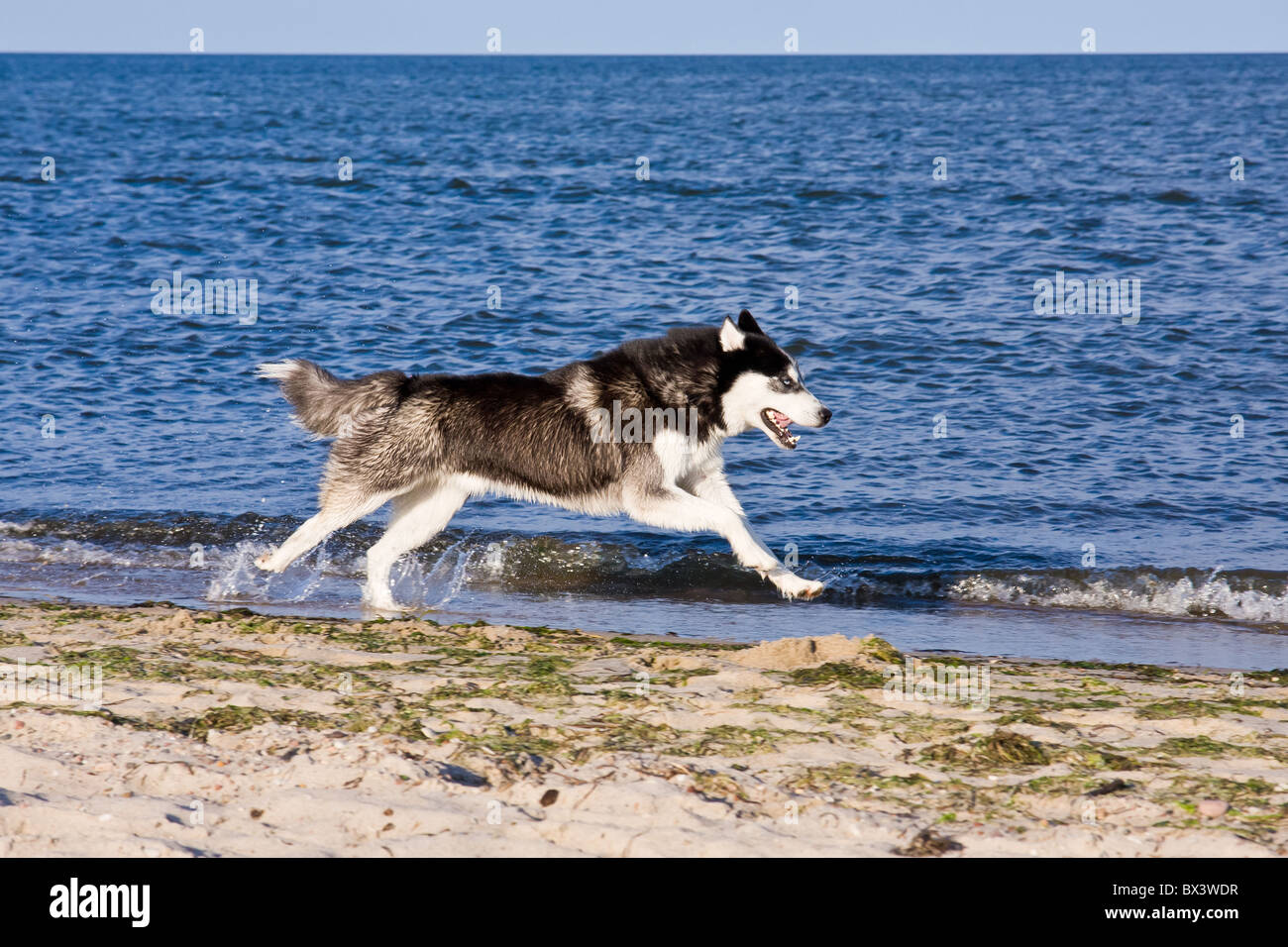 husky running on the beach Stock Photo - Alamy
