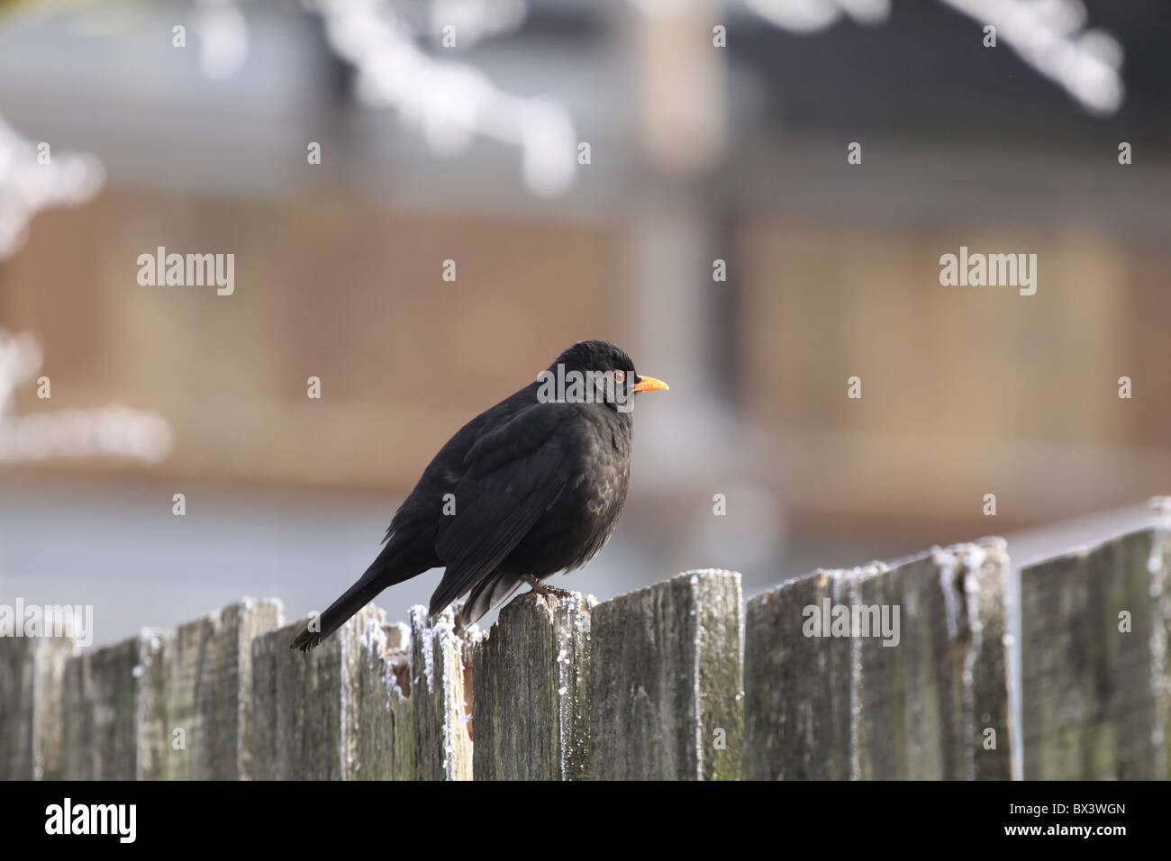 Worcester Black High Resolution Stock Photography and Images - Alamy