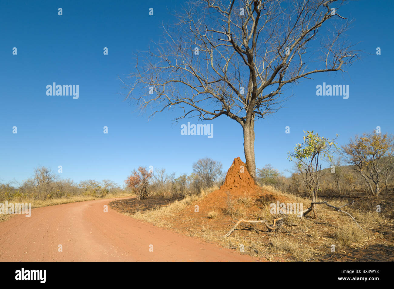 Punda Maria Area Kruger National Park South Africa Stock Photo - Alamy