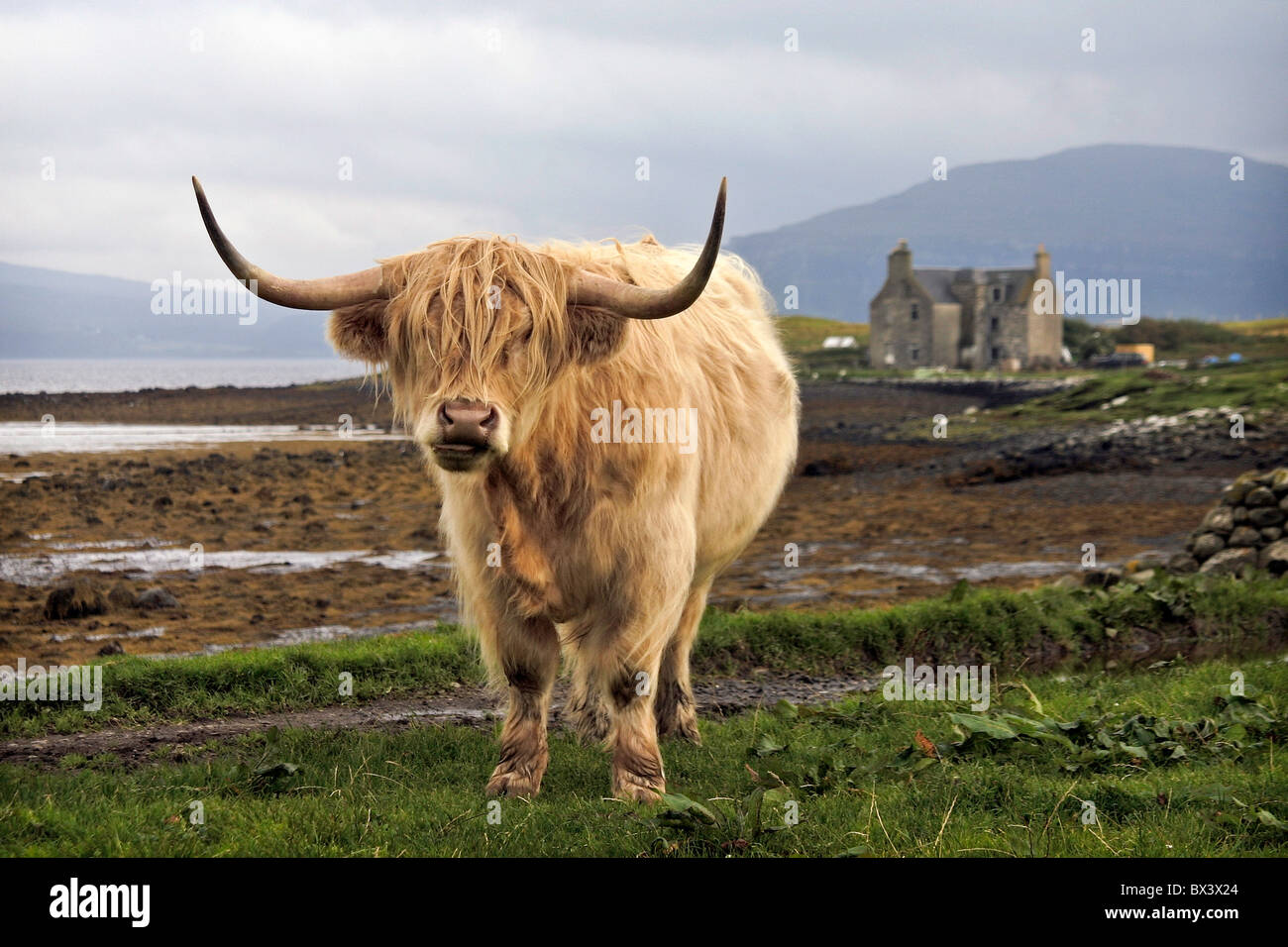Highland Cow on Skye Stock Photo - Alamy