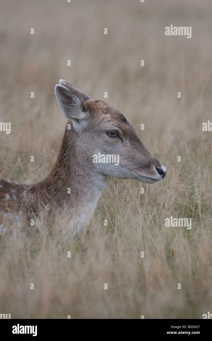 Fallow deer fawn sitting in grass Stock Photo - Alamy