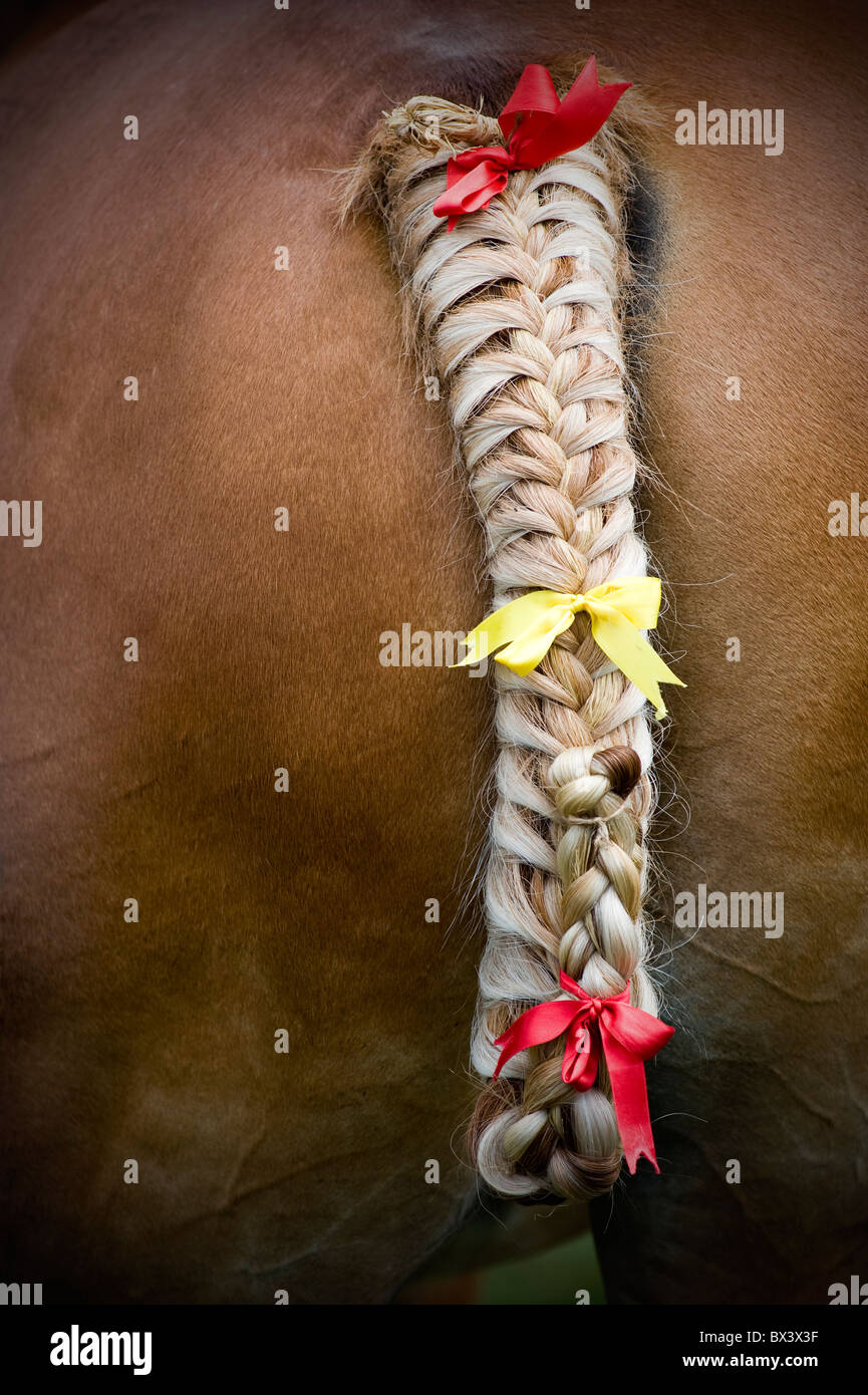 plaited tail of show horse Stock Photo - Alamy
