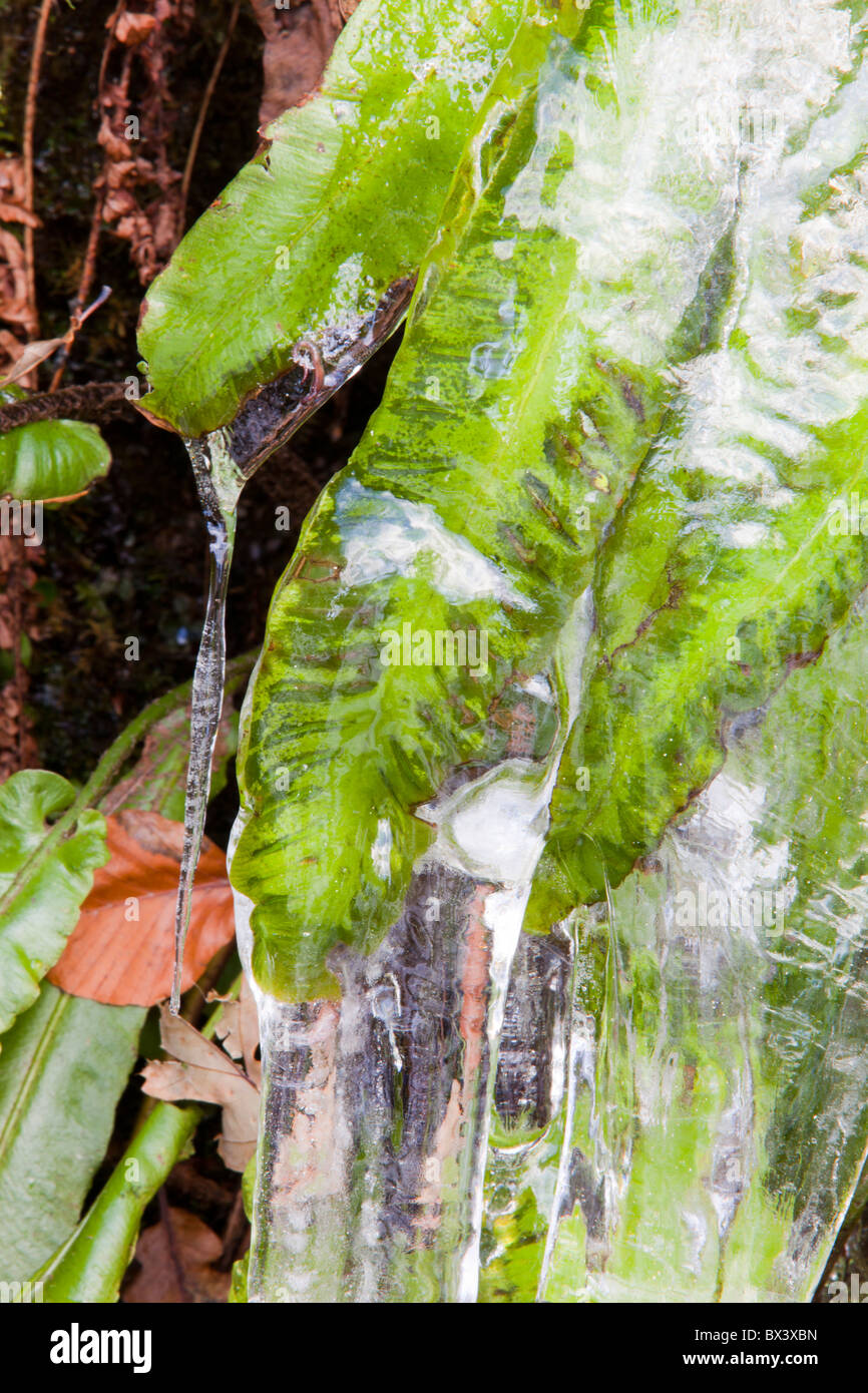 Icicles and Harts Tongue Ferns locked in ice in an old quarry in ...