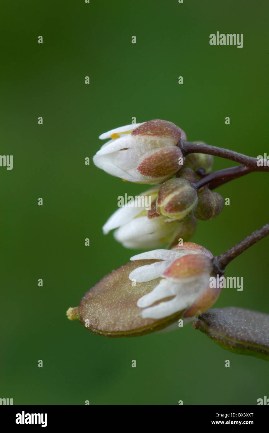 Whitlow-grass (Draba verna Stock Photo - Alamy