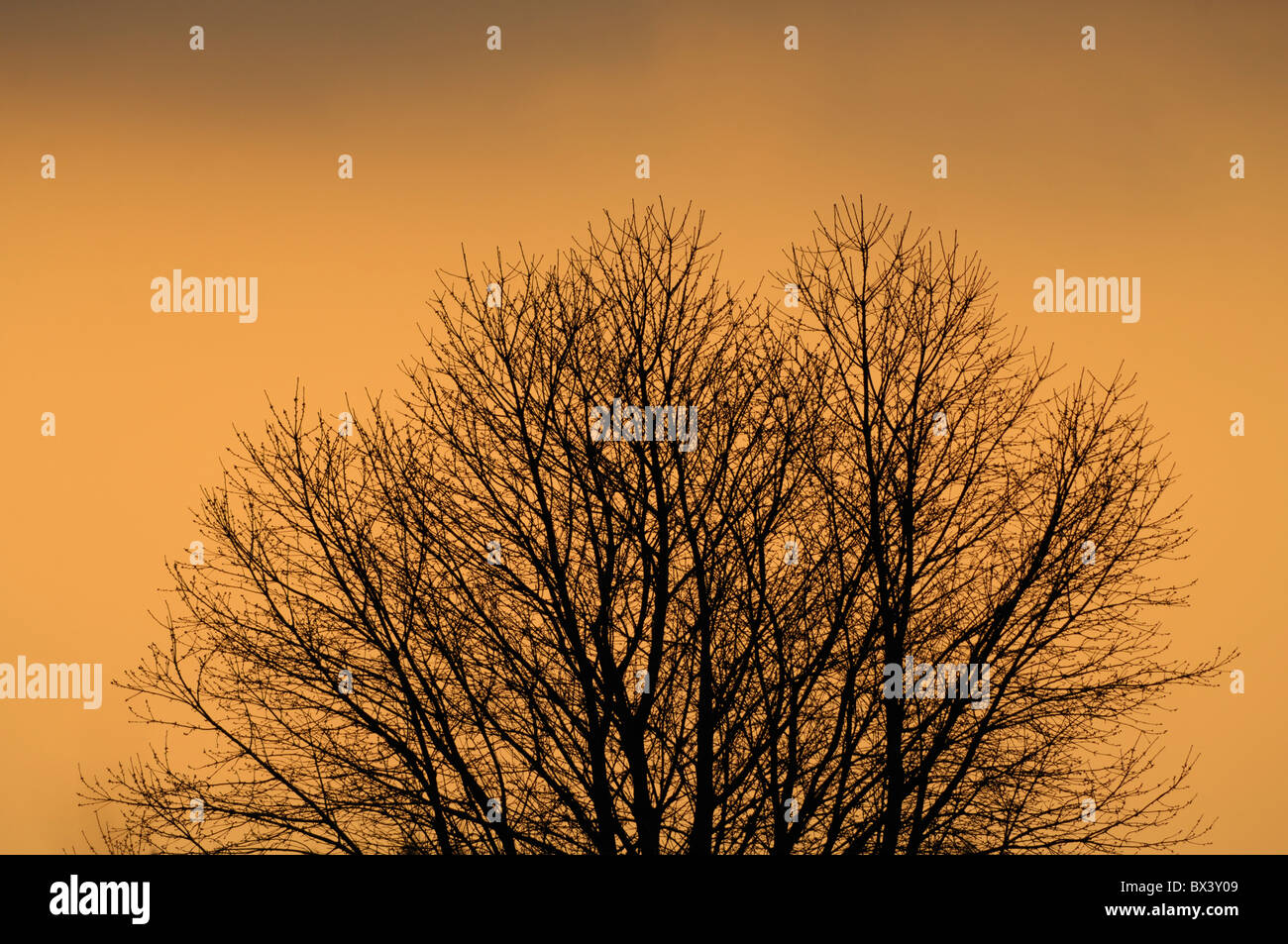 Branching tree hi-res stock photography and images - Alamy