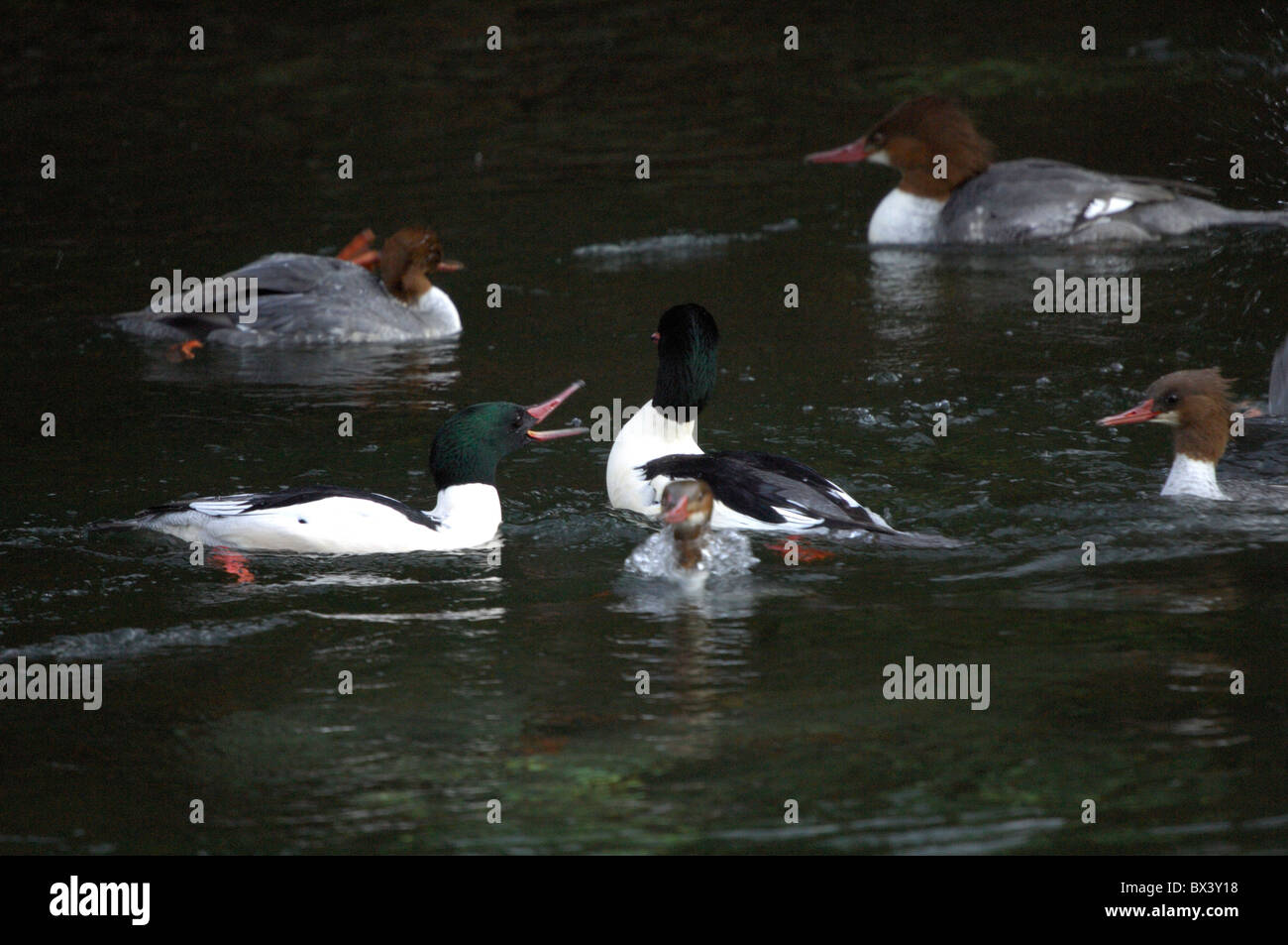 Flock of mergansers hi-res stock photography and images - Alamy