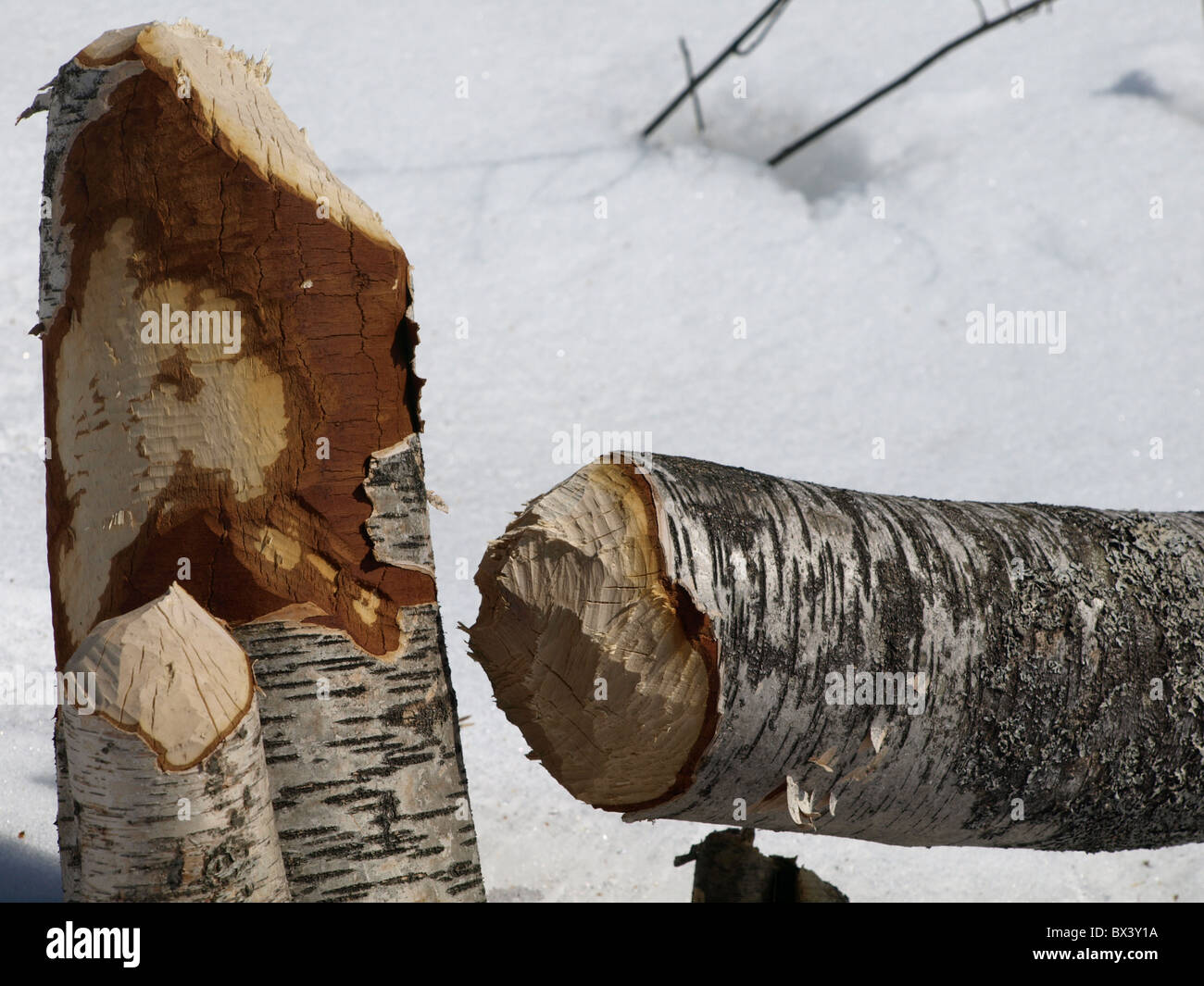 Beaver felled tree hi-res stock photography and images - Alamy