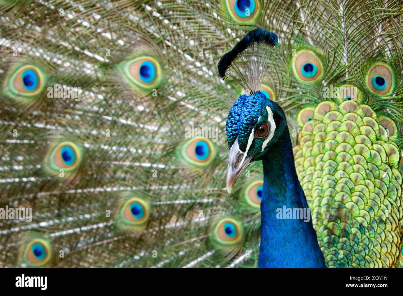 Peacock mountains hi-res stock photography and images - Alamy