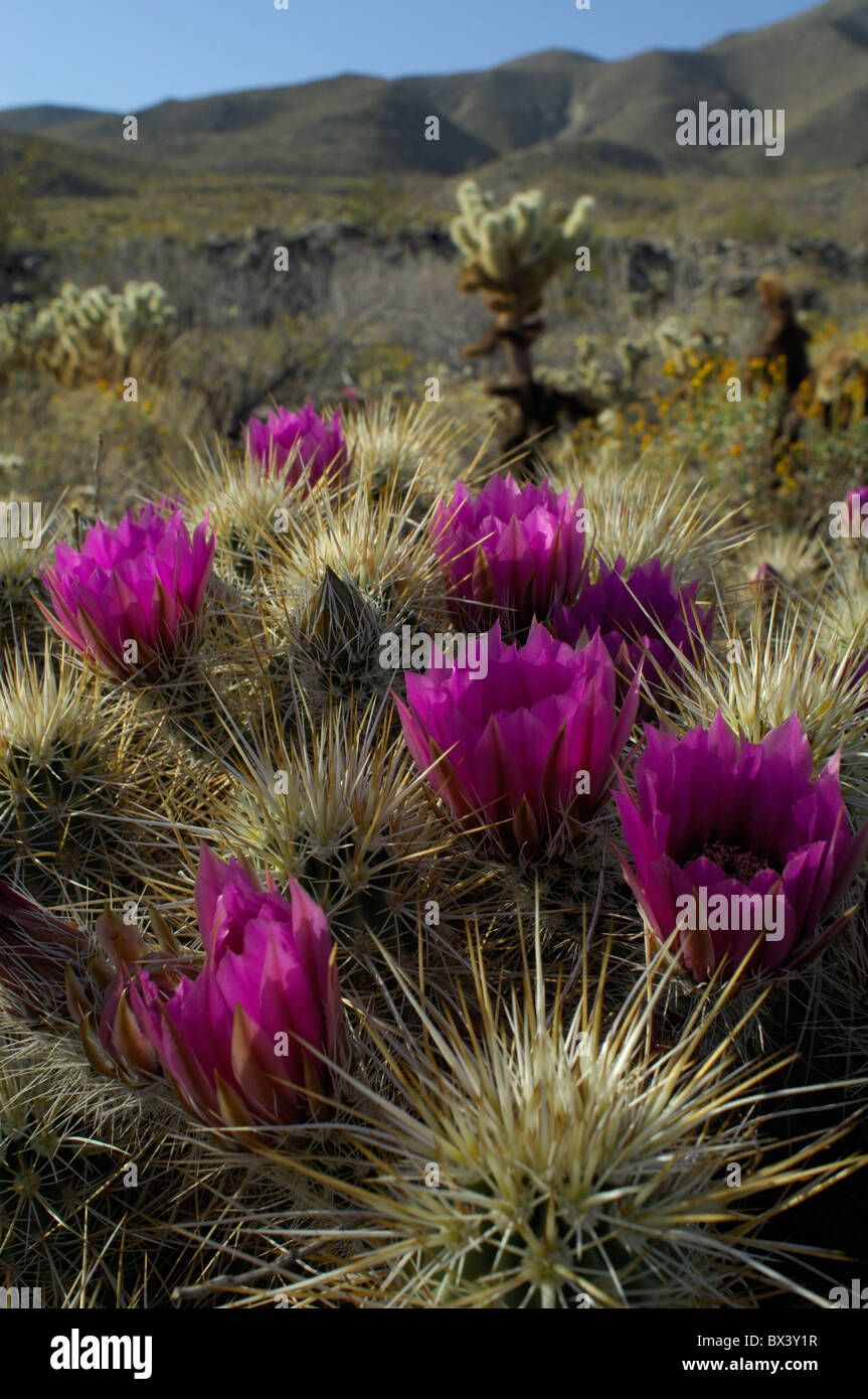 Hedgehog cactus (Echinocereus sp Stock Photo - Alamy