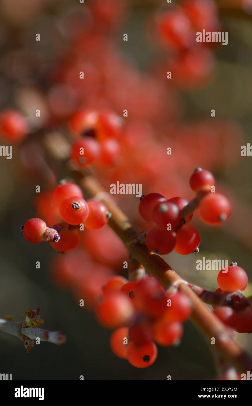 Mistletoe Berry High Resolution Stock Photography and Images - Alamy