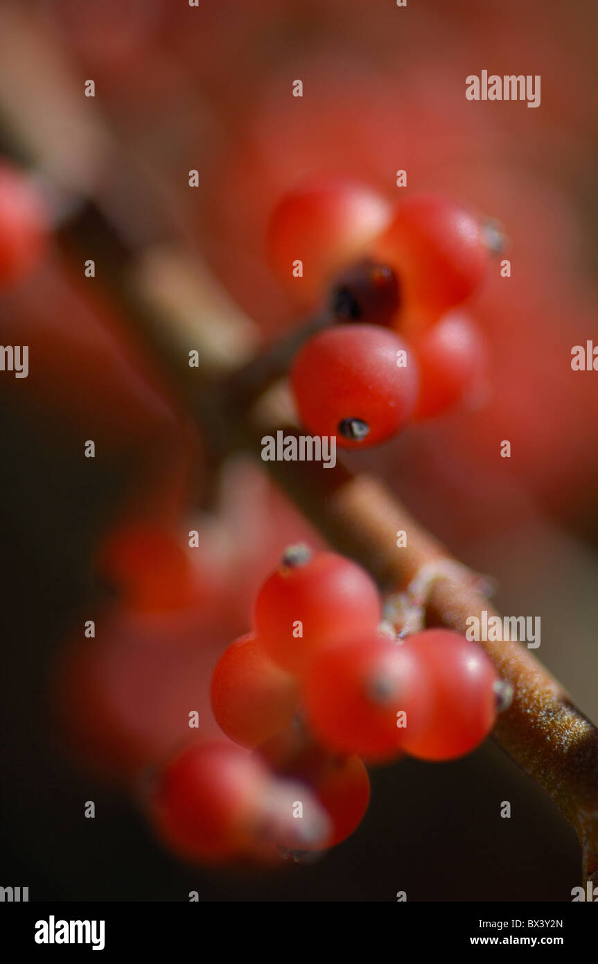 Mistletoe Berry High Resolution Stock Photography and Images - Alamy