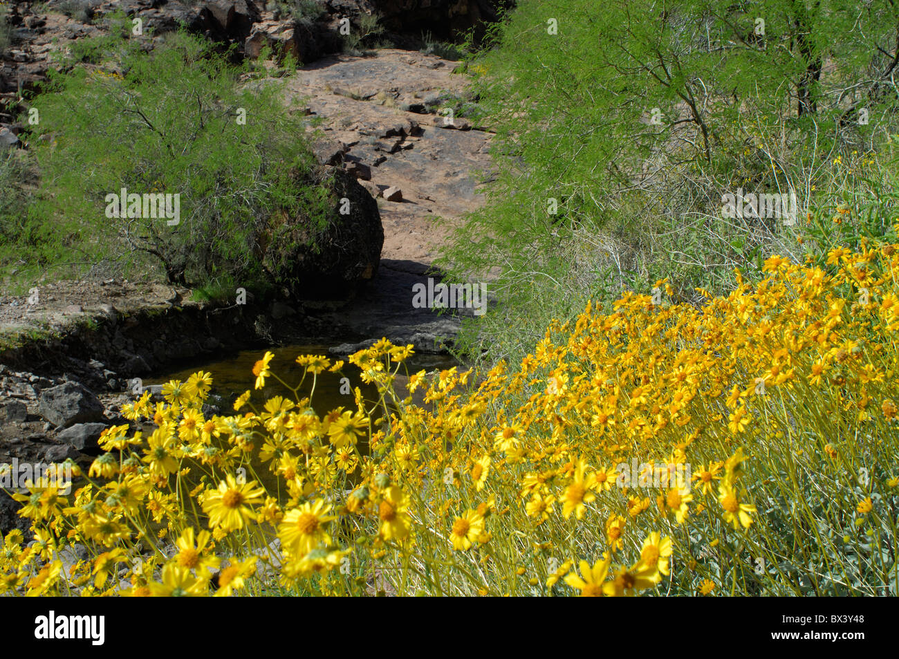 Spring flowering wildflowers hi-res stock photography and images - Alamy