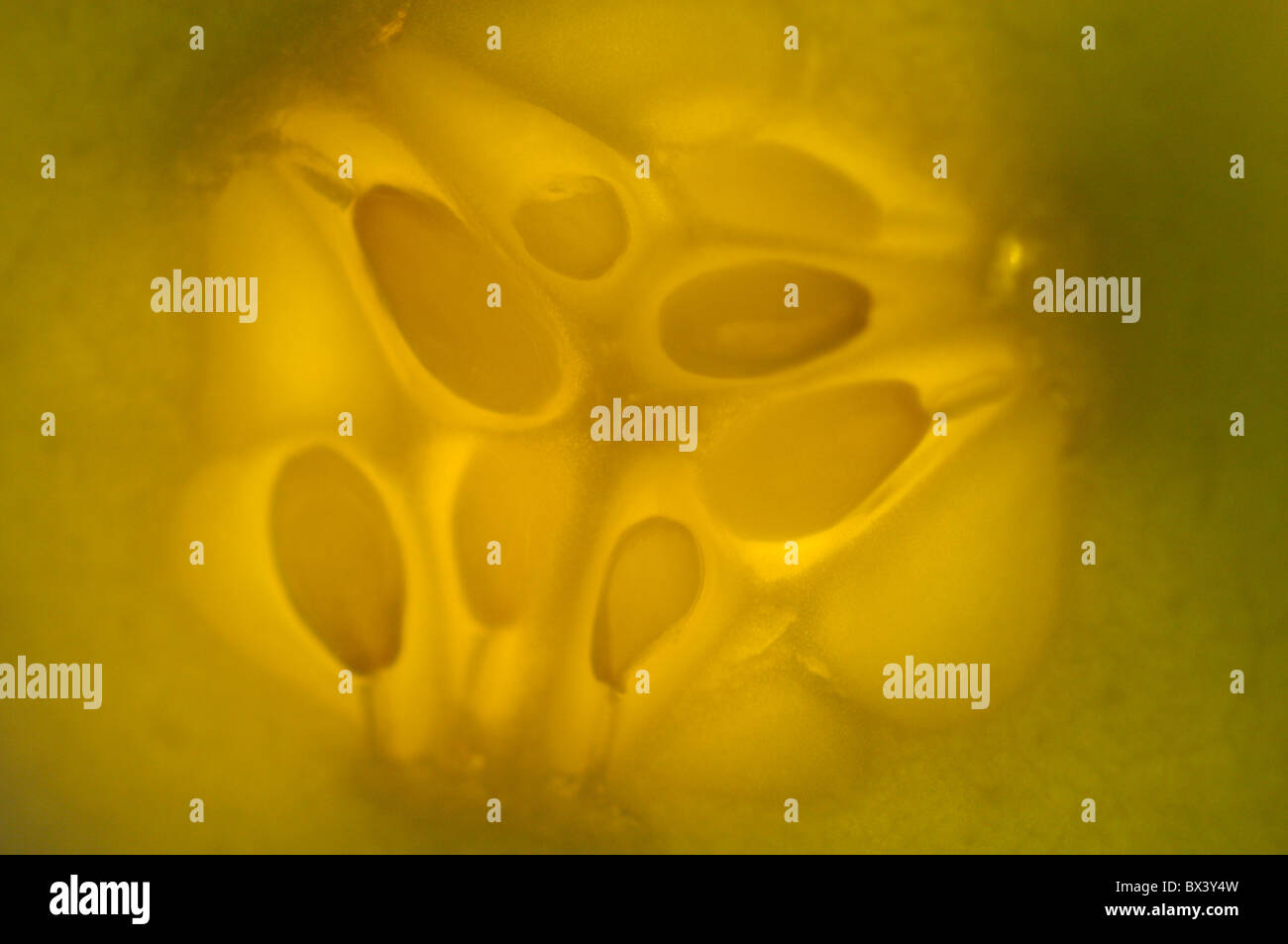 Cucumber seed hi-res stock photography and images - Alamy