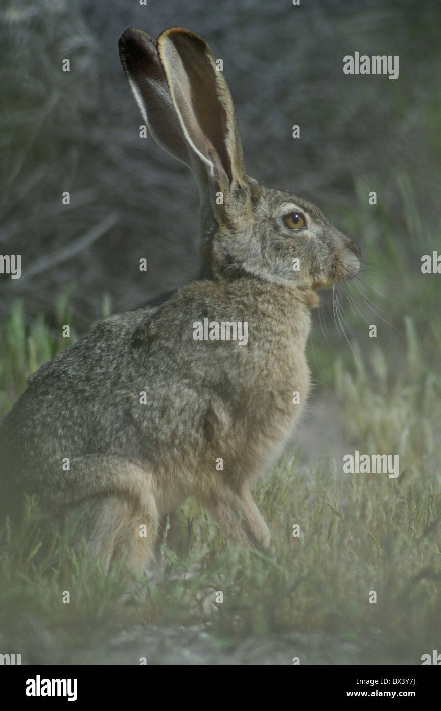 Jackrabbit hi-res stock photography and images - Alamy