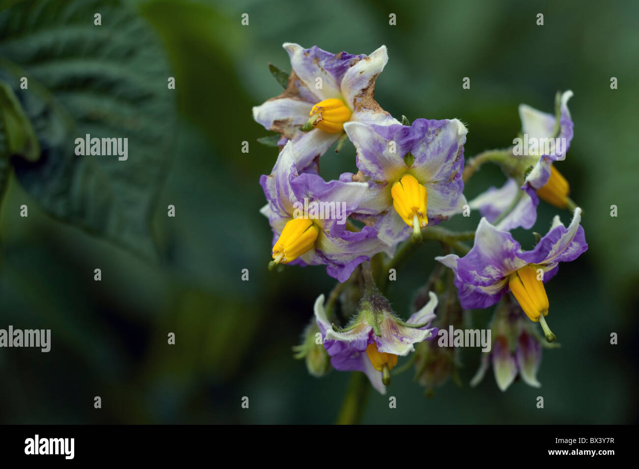 Potato solanum tuberosum hi-res stock photography and images - Alamy