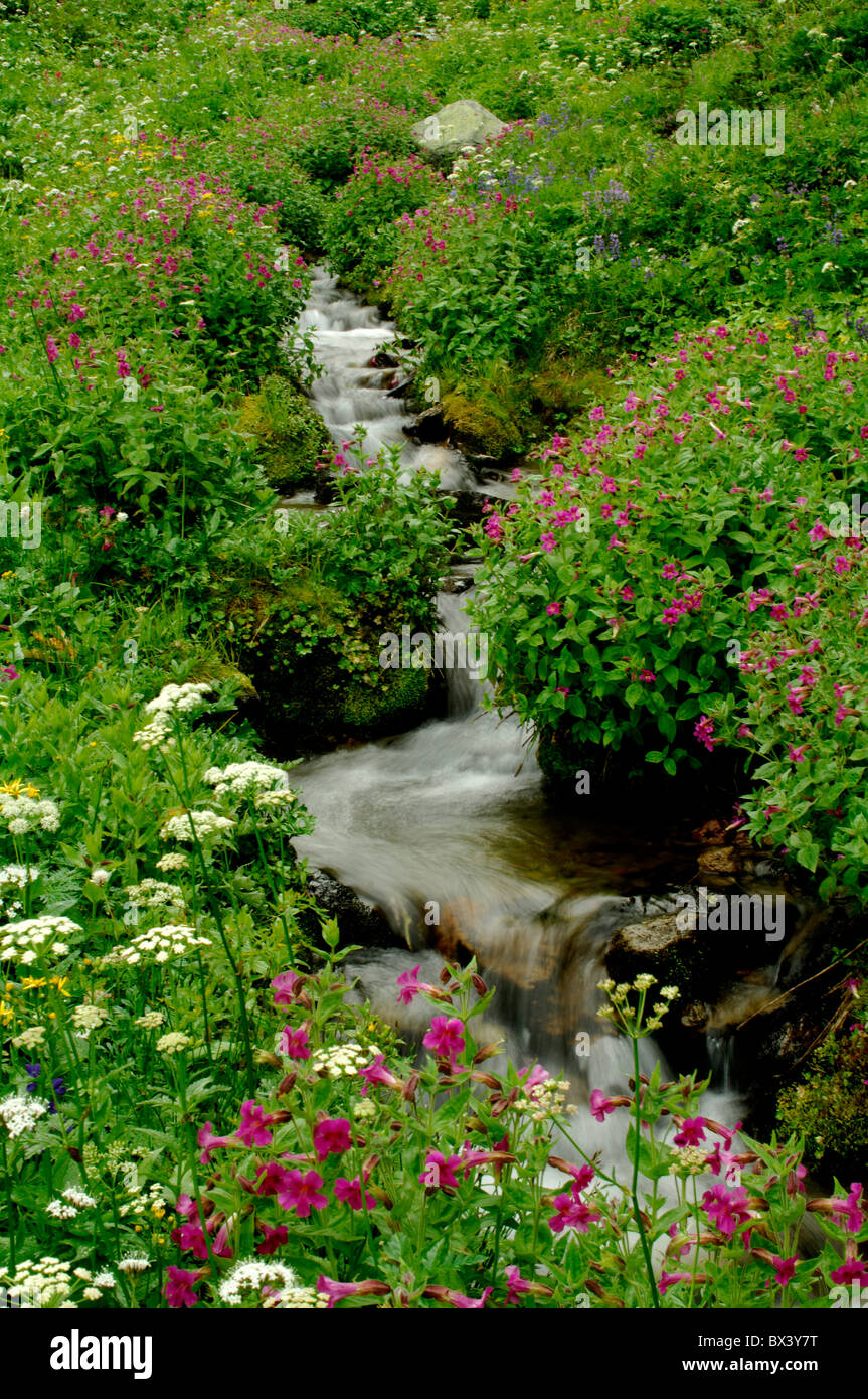 Lewis's monkeyflowers (Mimulus lewisii), along stream Stock Photo - Alamy