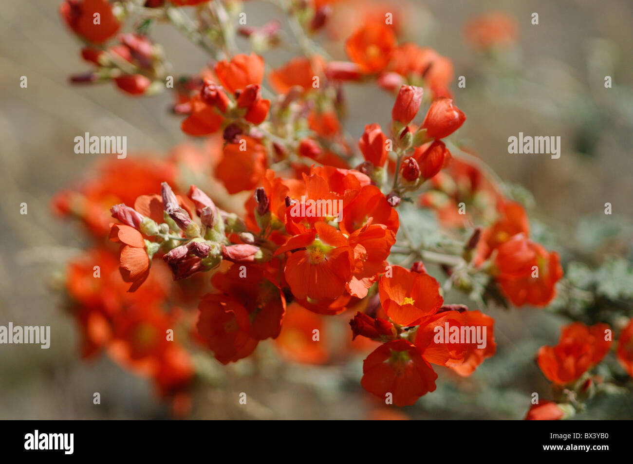 Globe mallow (Sphaeralcea munroana Stock Photo - Alamy