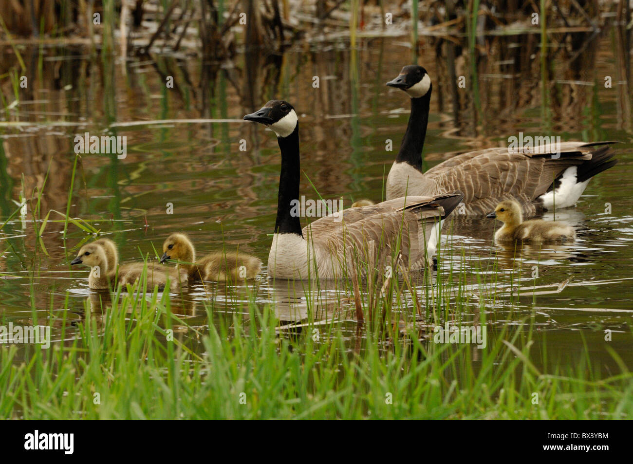 Adult and young geese hi-res stock photography and images - Alamy
