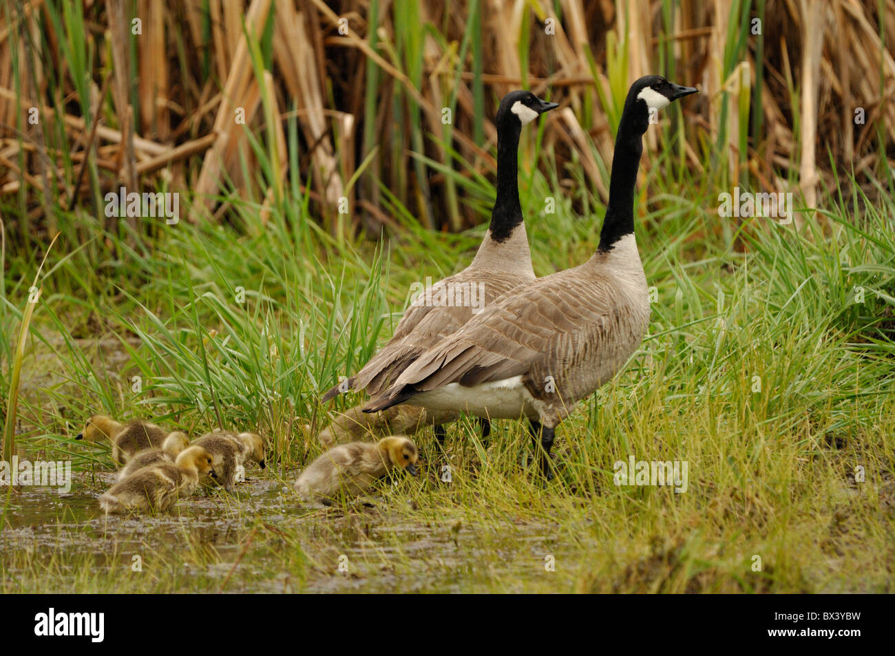 Adult and young geese hi-res stock photography and images - Alamy