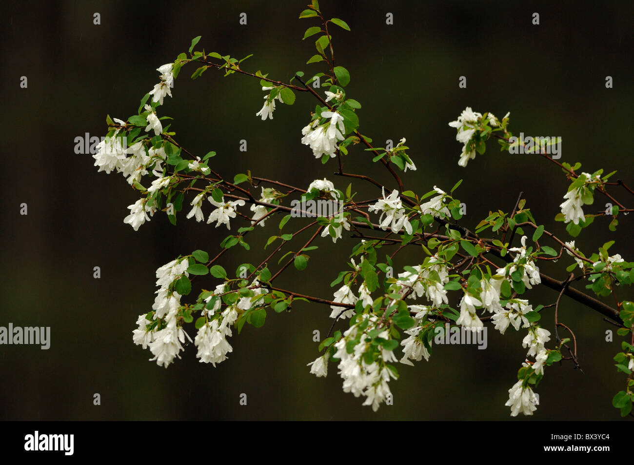 Indian plum hi-res stock photography and images - Alamy